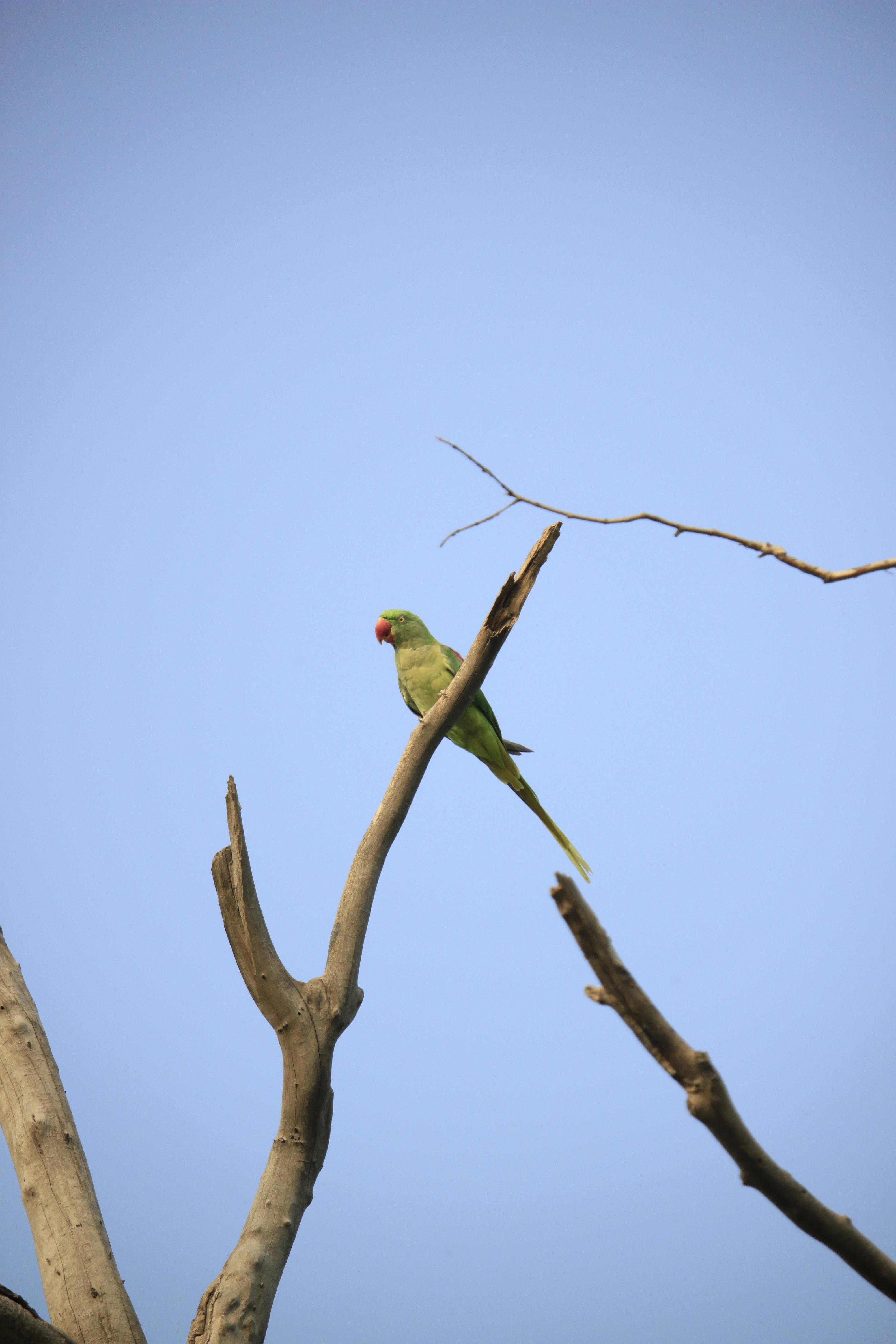 Conure Parrot Brown Tree Branch · Free Stock Photo