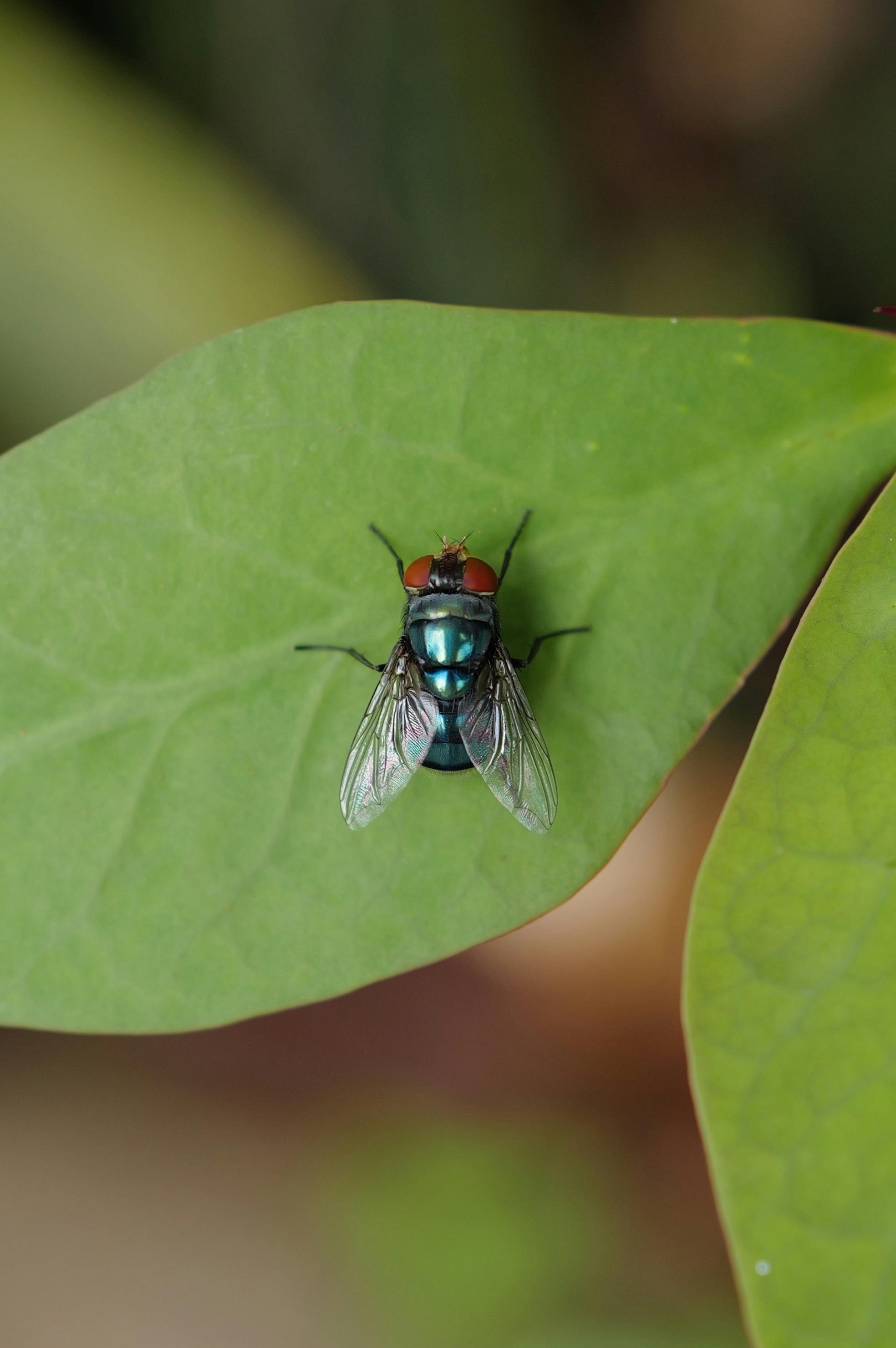 Fly on Leaf · Free Stock Photo