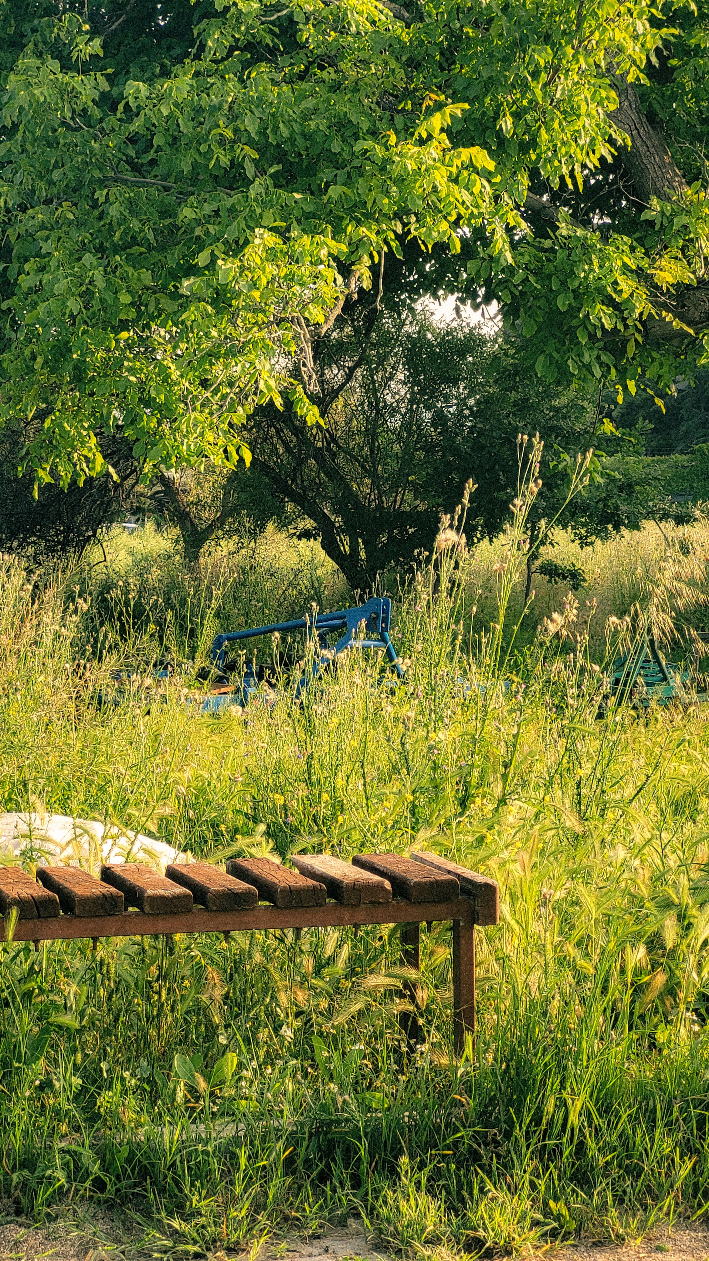 Vegetation in Summer · Free Stock Photo