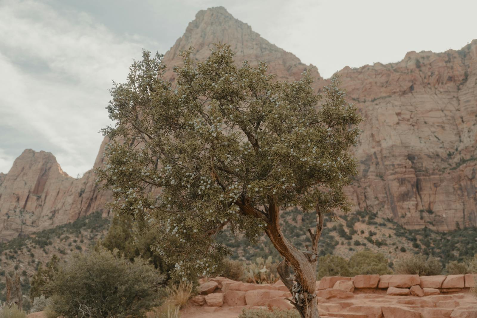 Cannabis Growing Photos, Download The BEST Free Cannabis Growing Stock ...