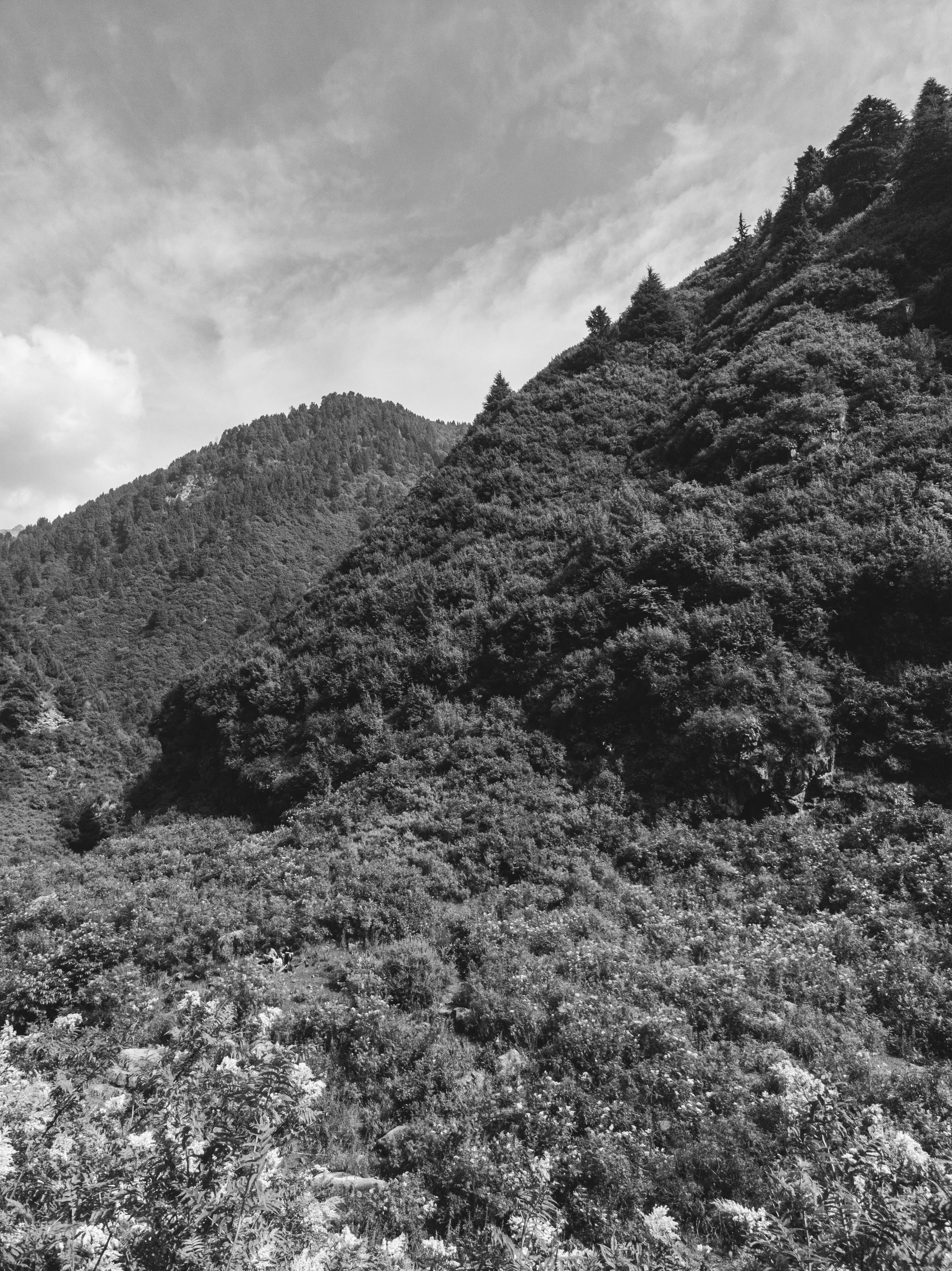 Foto stok gratis tentang bukit, hitam & putih, hutan, kayu, lansekap ...