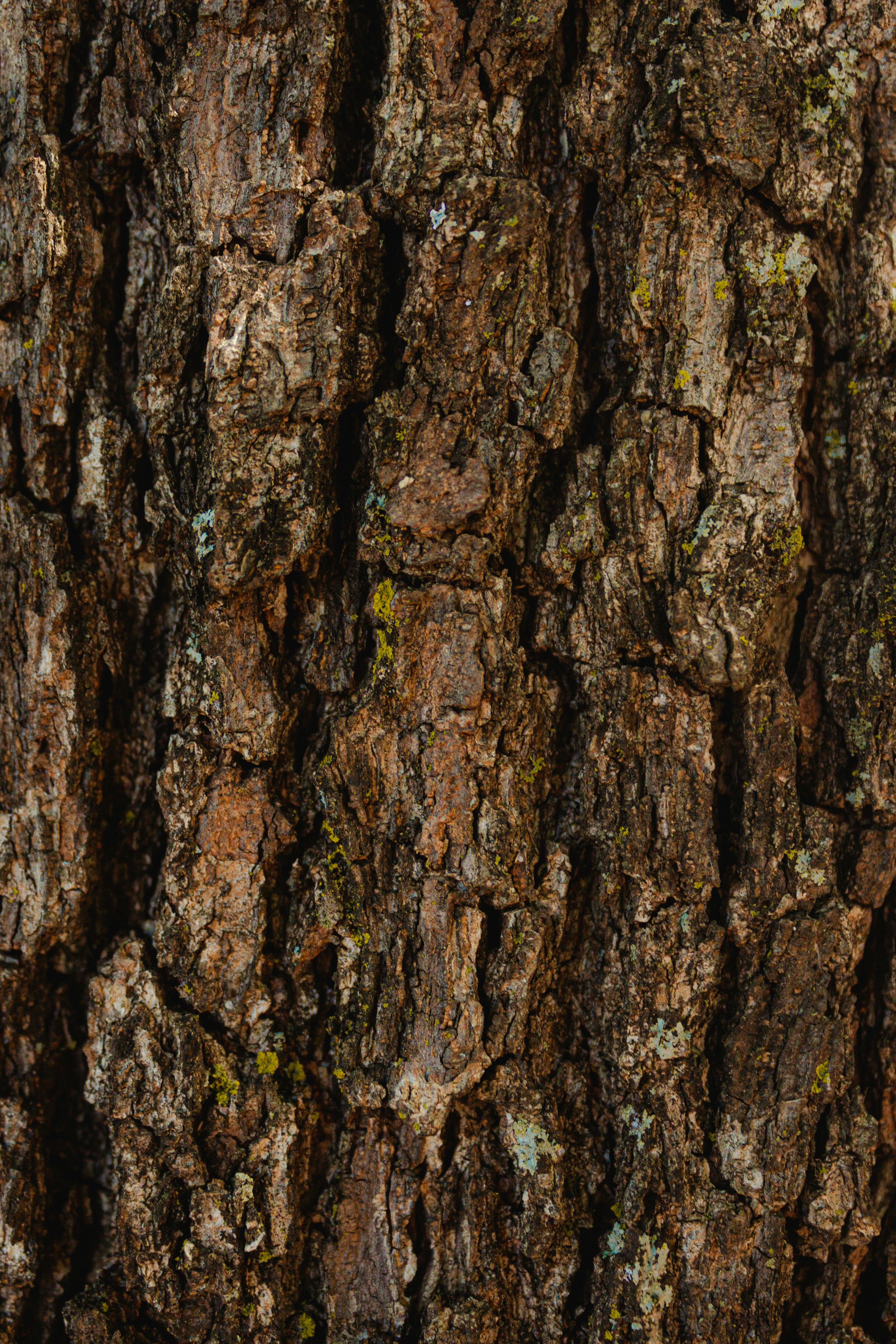 Texture of Bark · Free Stock Photo