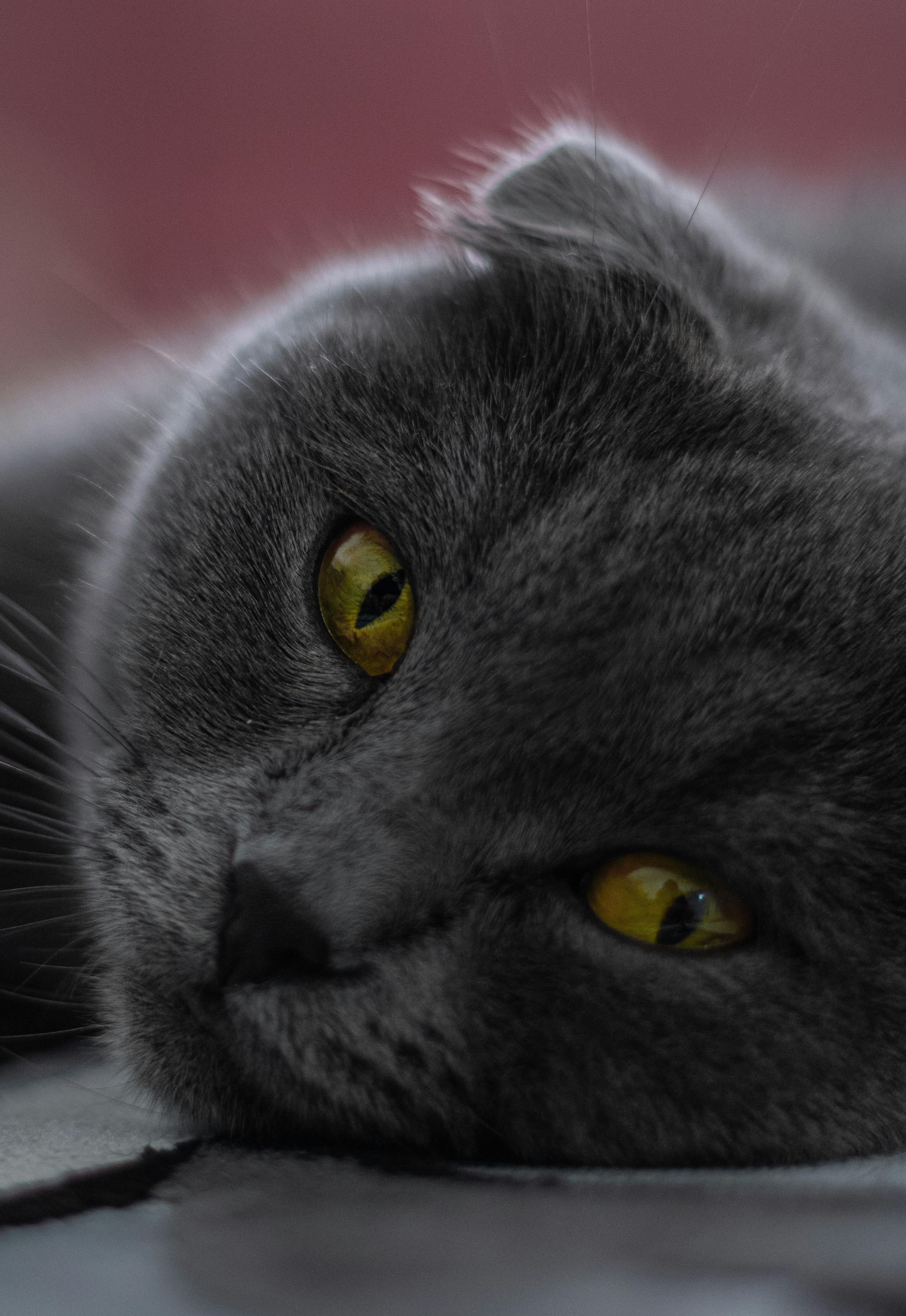 Cute Downy Cat · Free Stock Photo