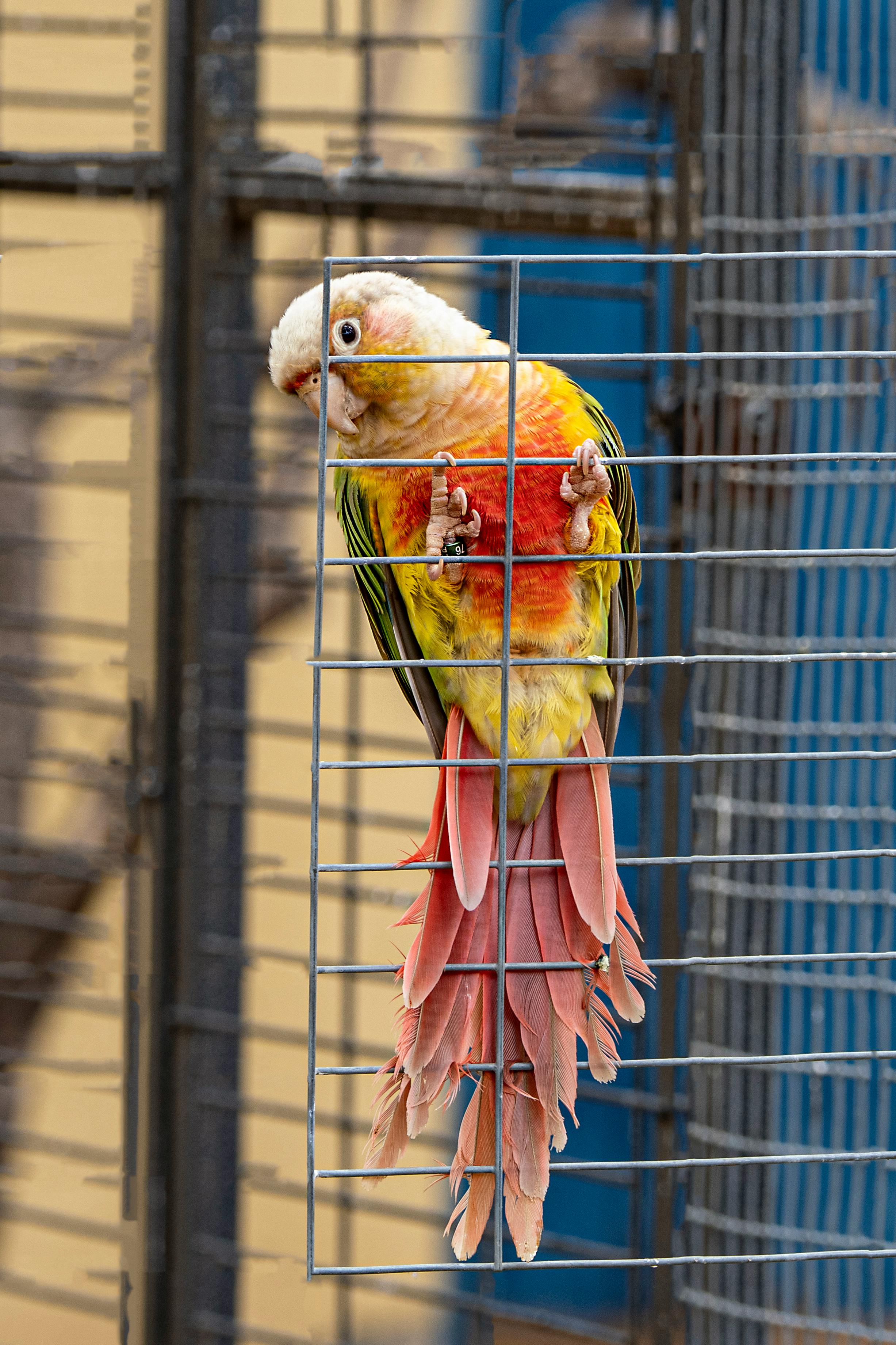 Parrot Holding On to the Open Door of a Birdcage · Free Stock Photo