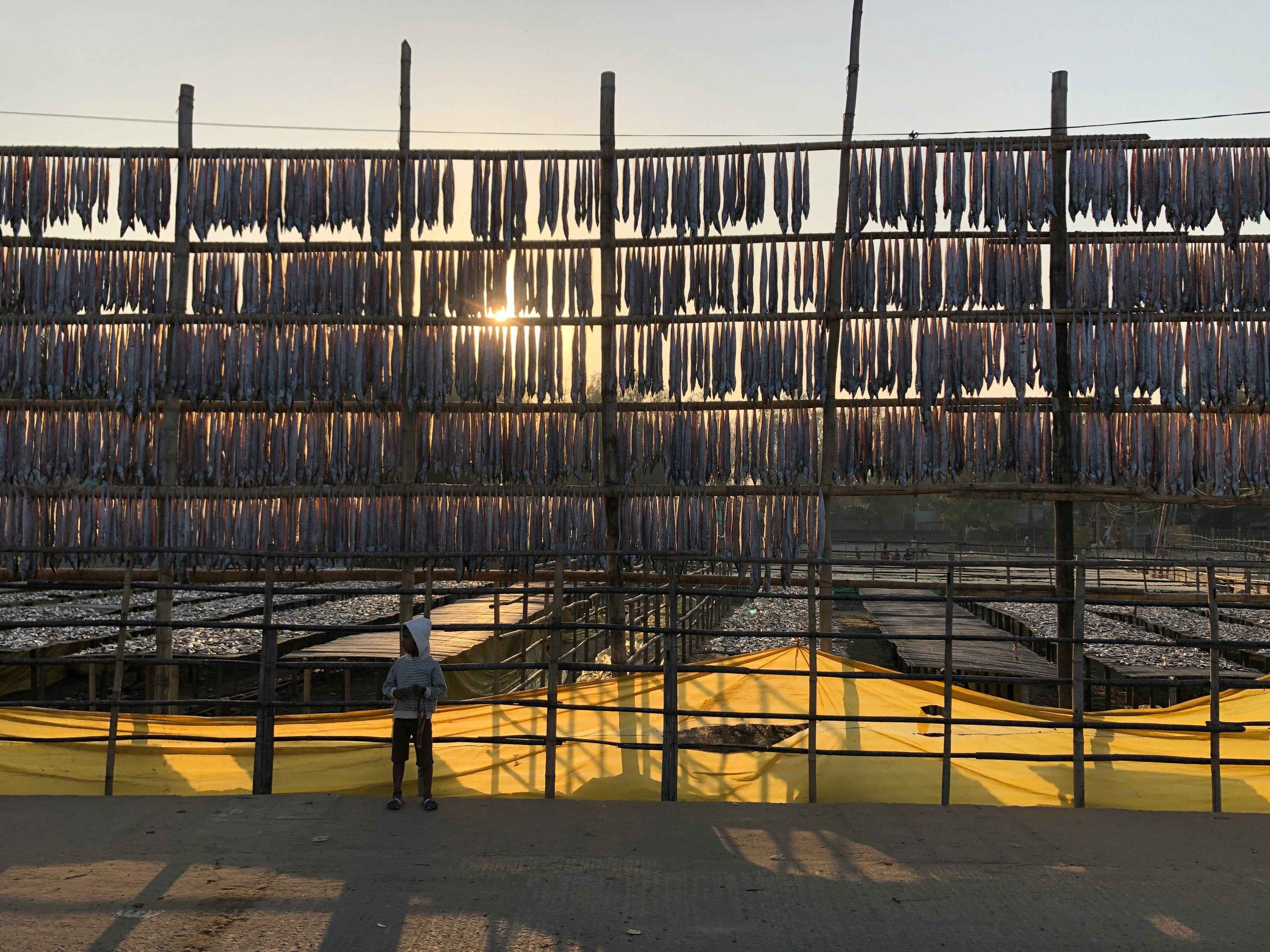 Fish Air Drying · Free Stock Photo