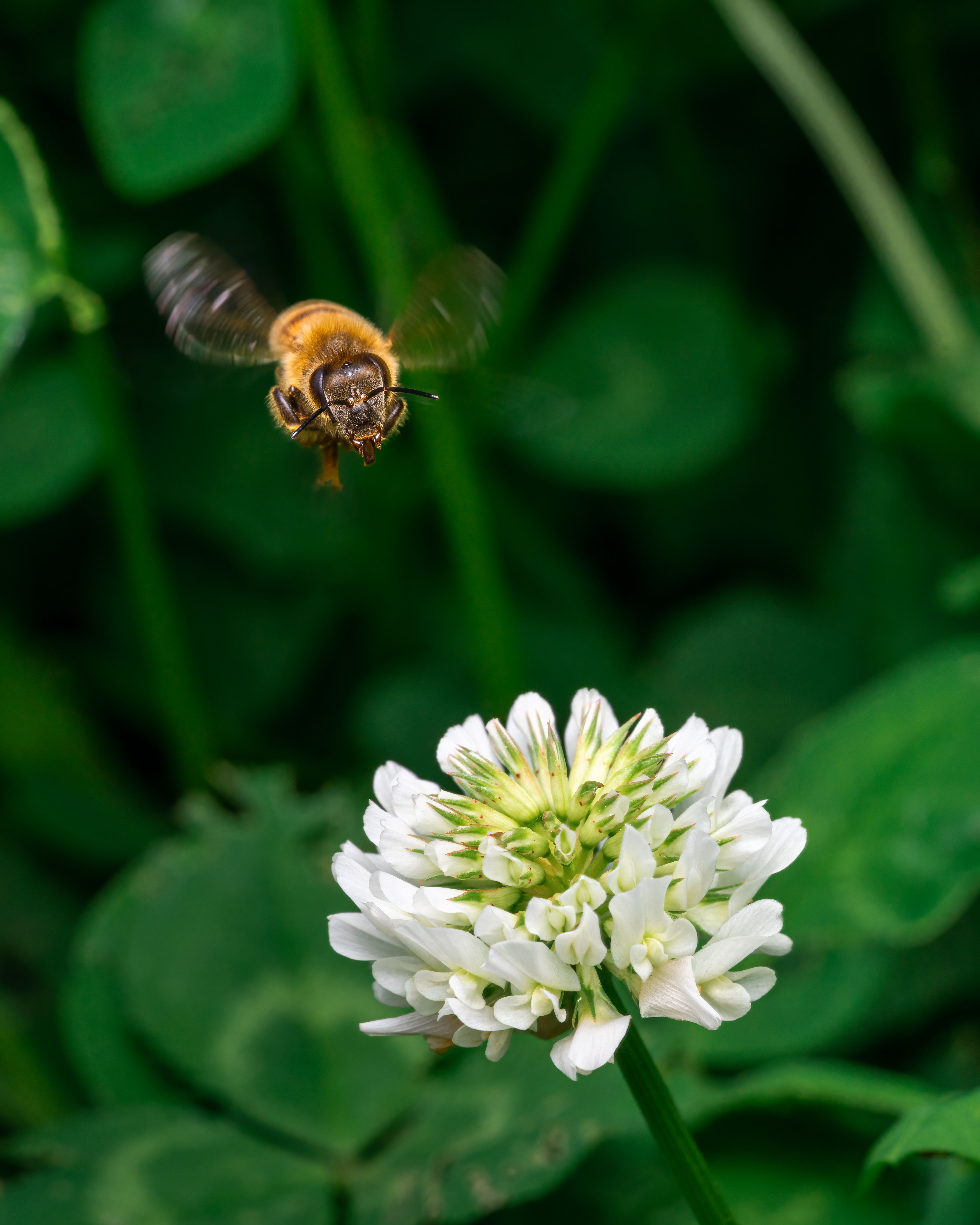 A Bee Flying Over a Flower · Free Stock Photo