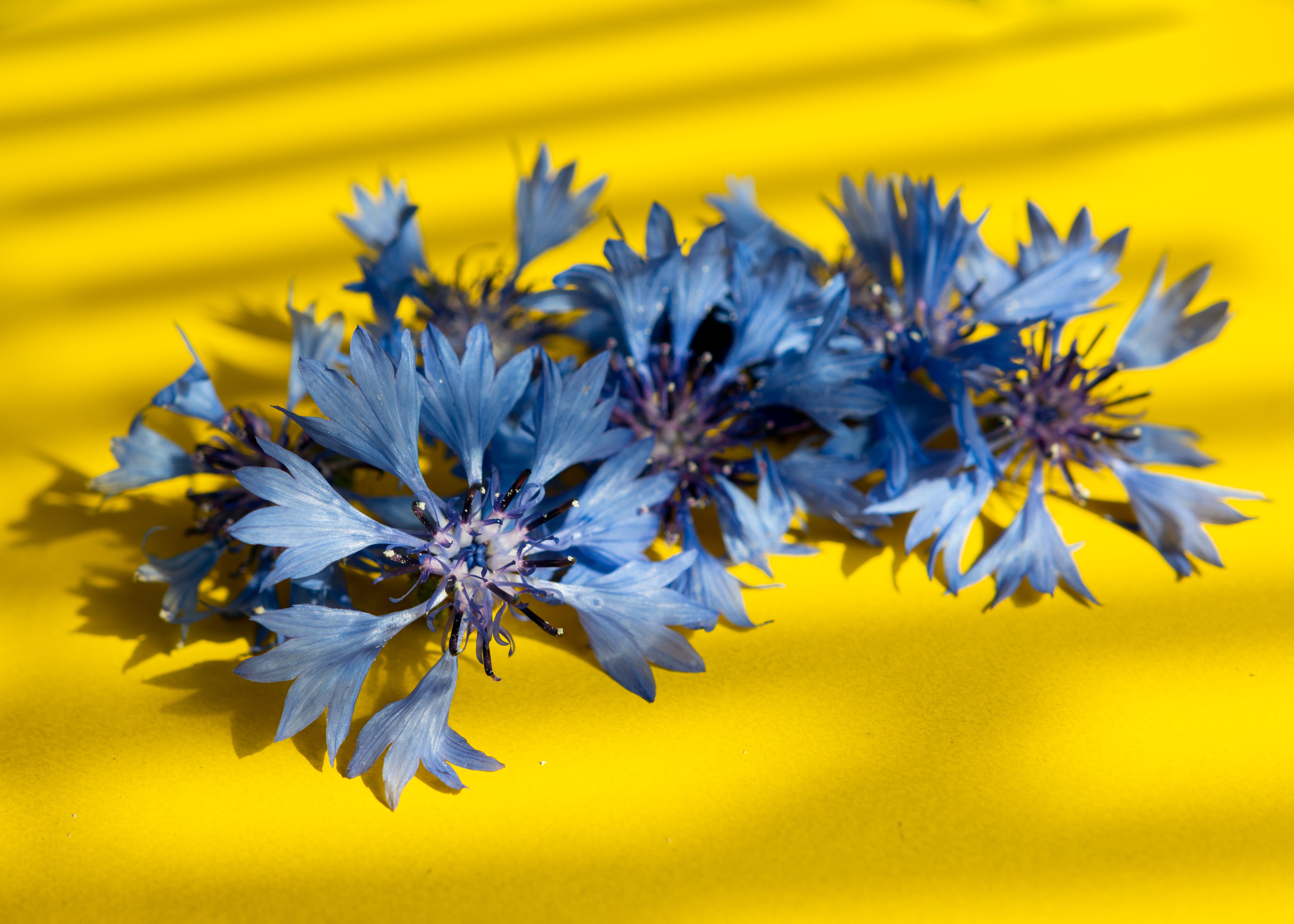 Cornflower Petals and Flower Head Scattered · Free Stock Photo