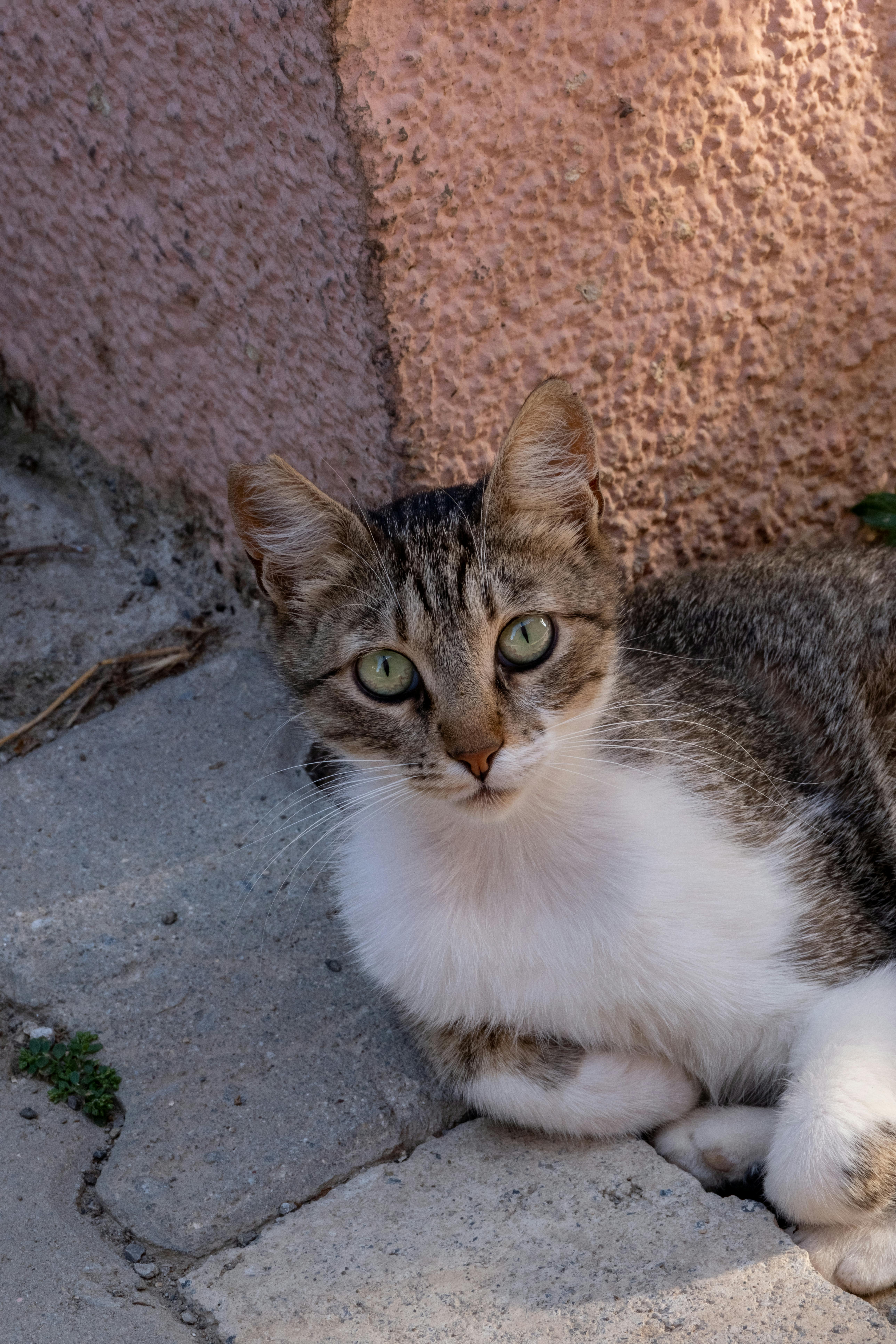 Downy Cat at Sidewalk · Free Stock Photo