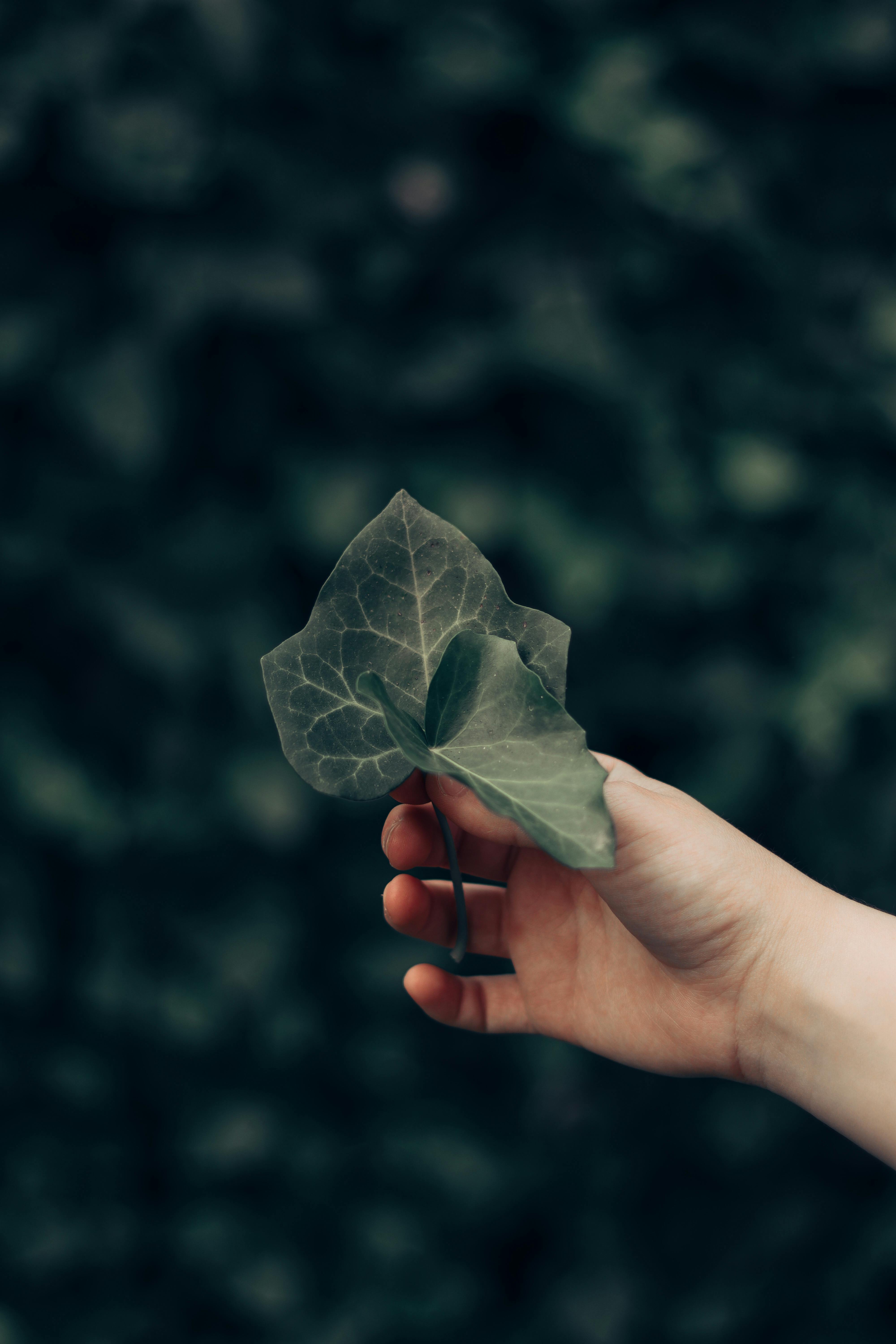 Ivy Zeichen Photos, Download The BEST Free Ivy Zeichen Stock Photos & HD Images