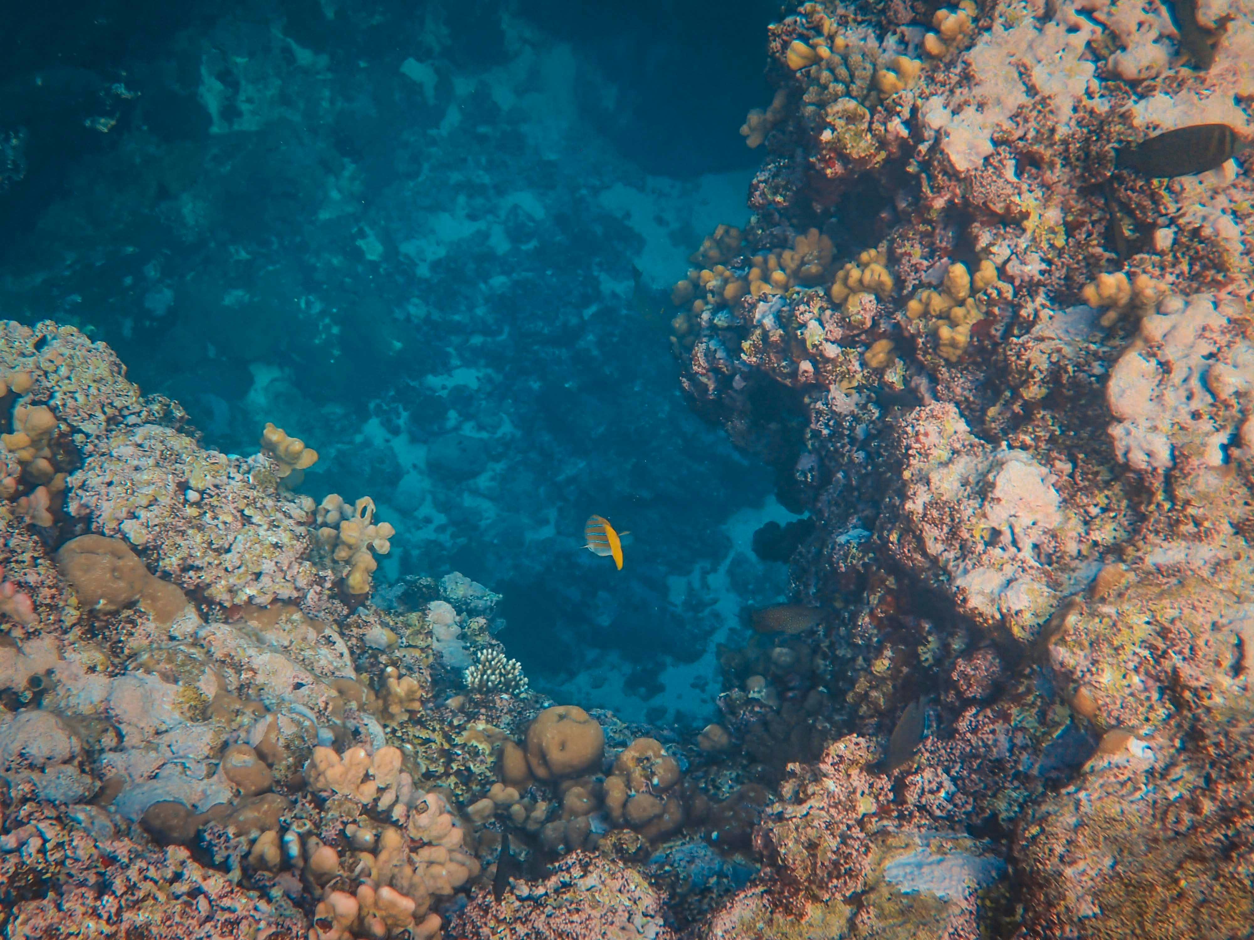 Top View of a Coral Reef · Free Stock Photo