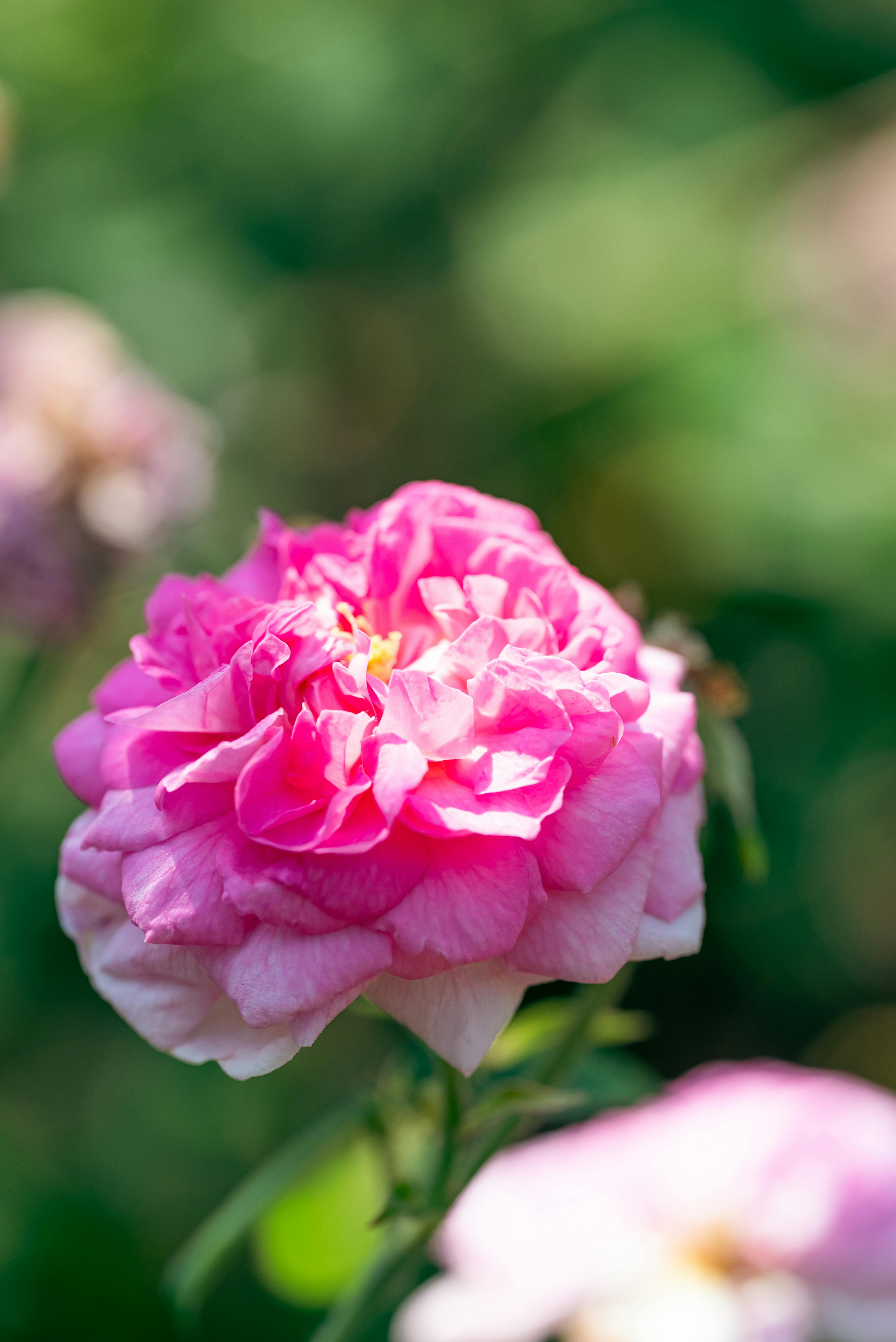 Closeup of a Pinkish Rose Flower Head · Free Stock Photo