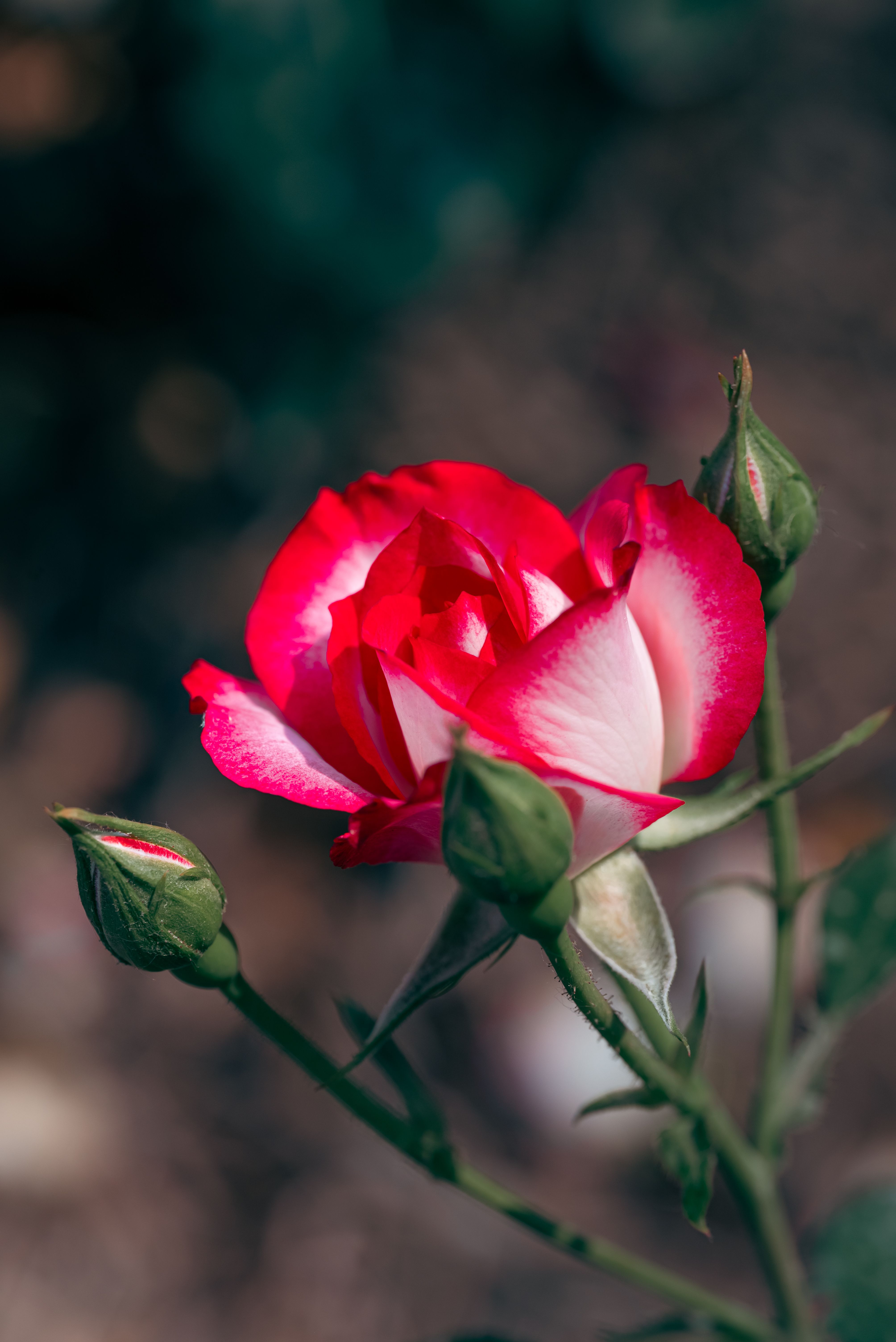Closeup of a Pink Rose with Buds · Free Stock Photo