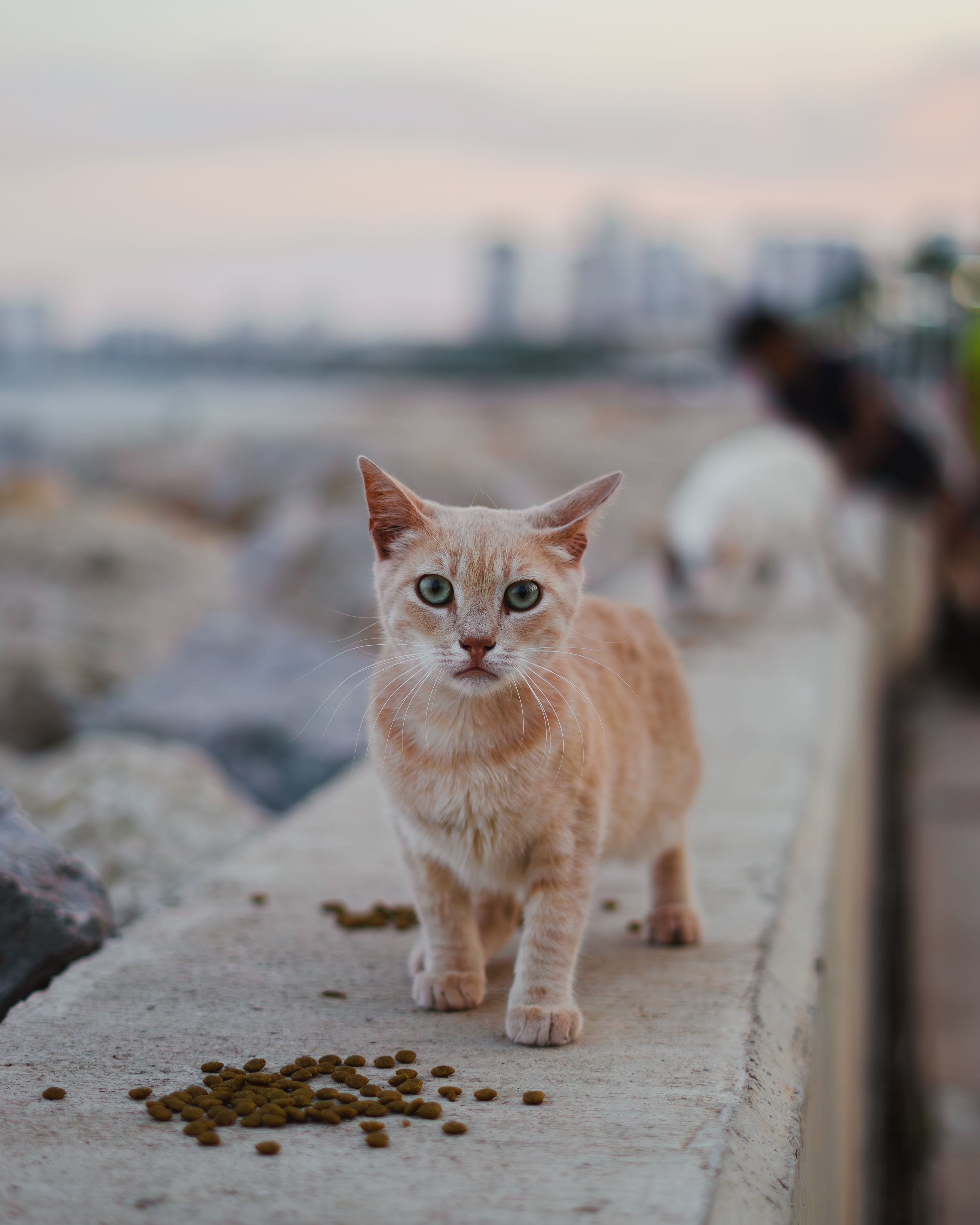 Dark Photo of a Ginger White Cat Sitting on a Pavement · Free Stock Photo