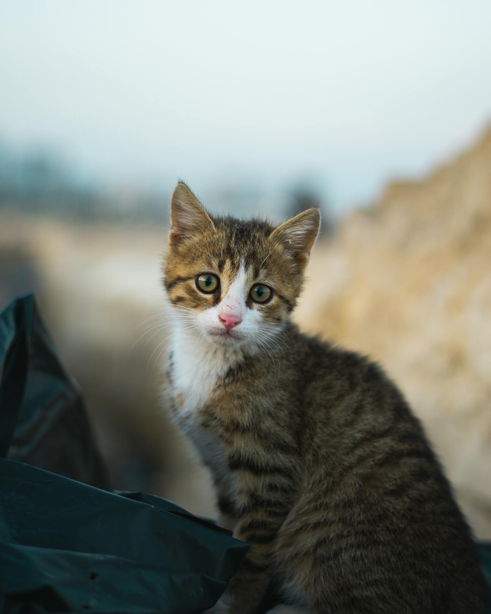 Sad Cat Photos, Download The BEST Free Sad Cat Stock Photos & HD Images