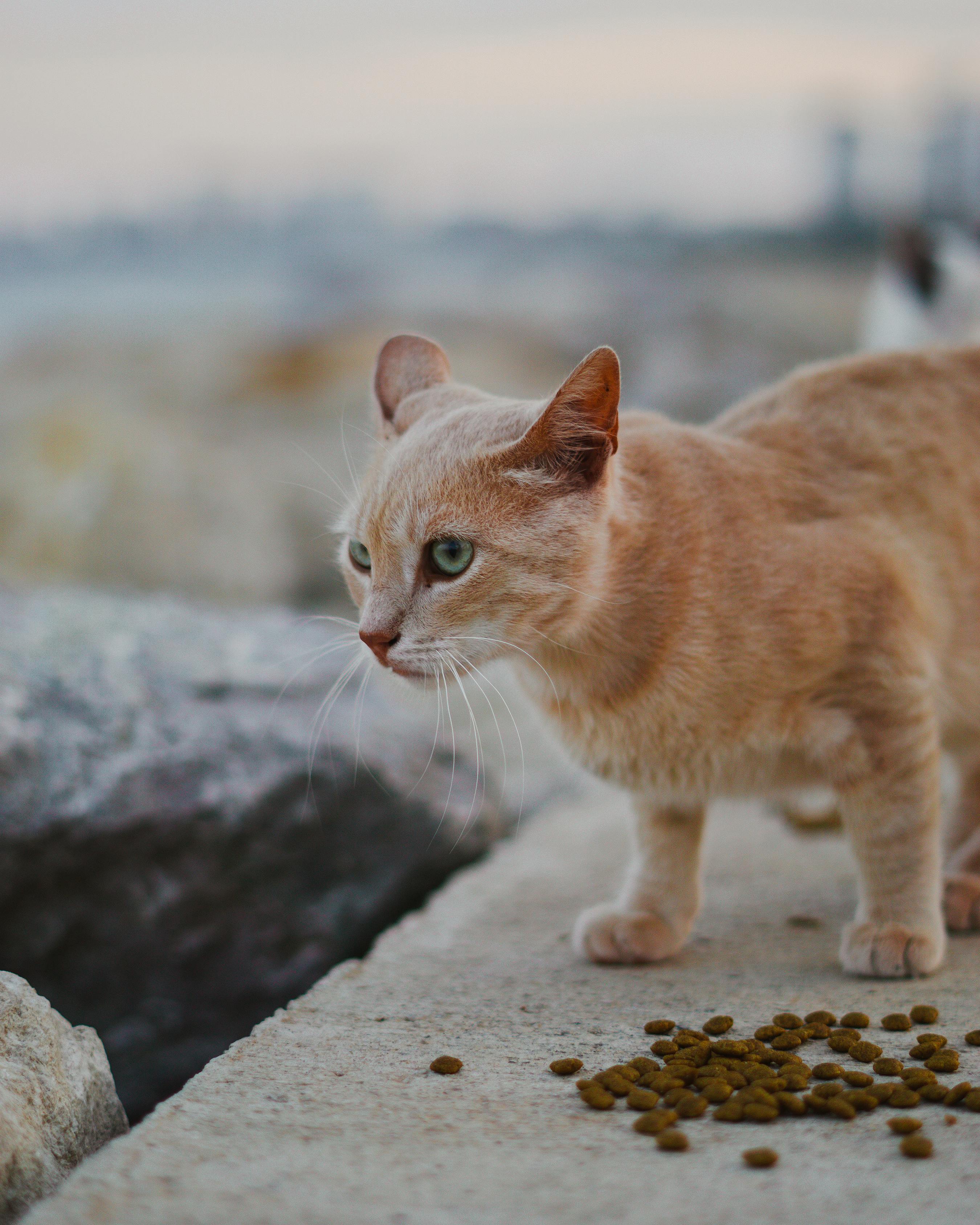 Dry Cat Food Photos, Download The BEST Free Dry Cat Food Stock Photos ...