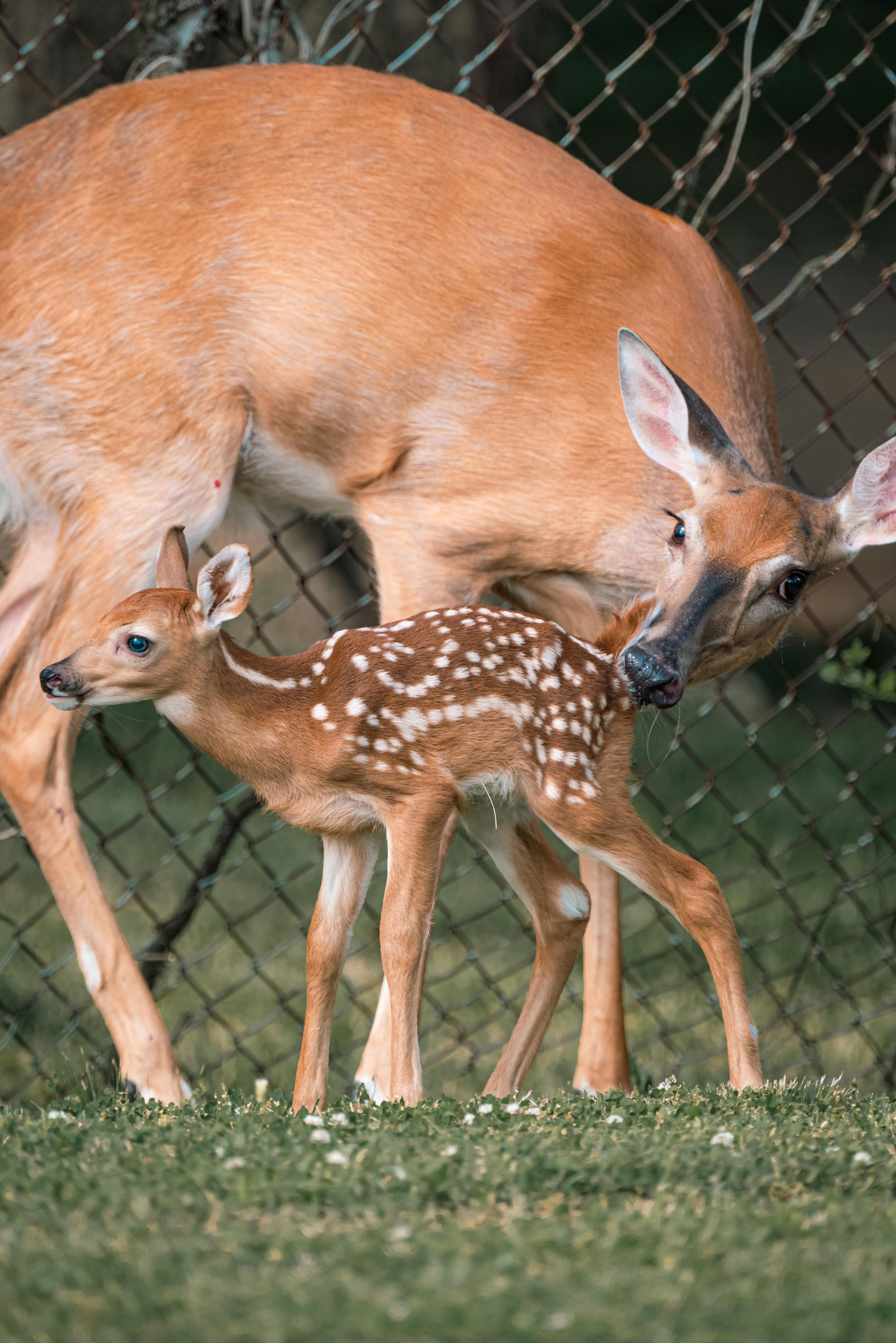 Baby roe deer standing and looking · Free Stock Photo