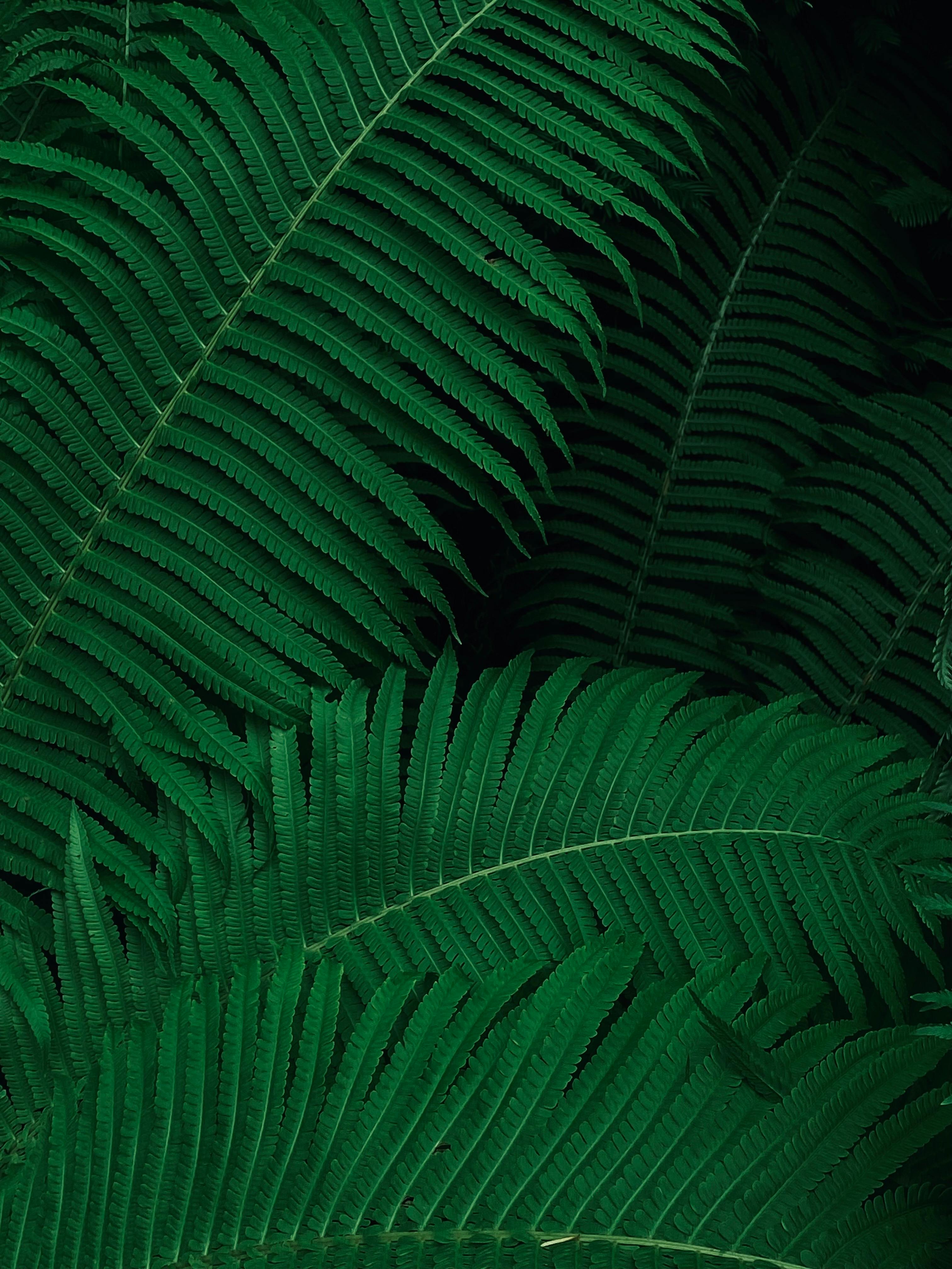 Lush Green Fronds · Free Stock Photo