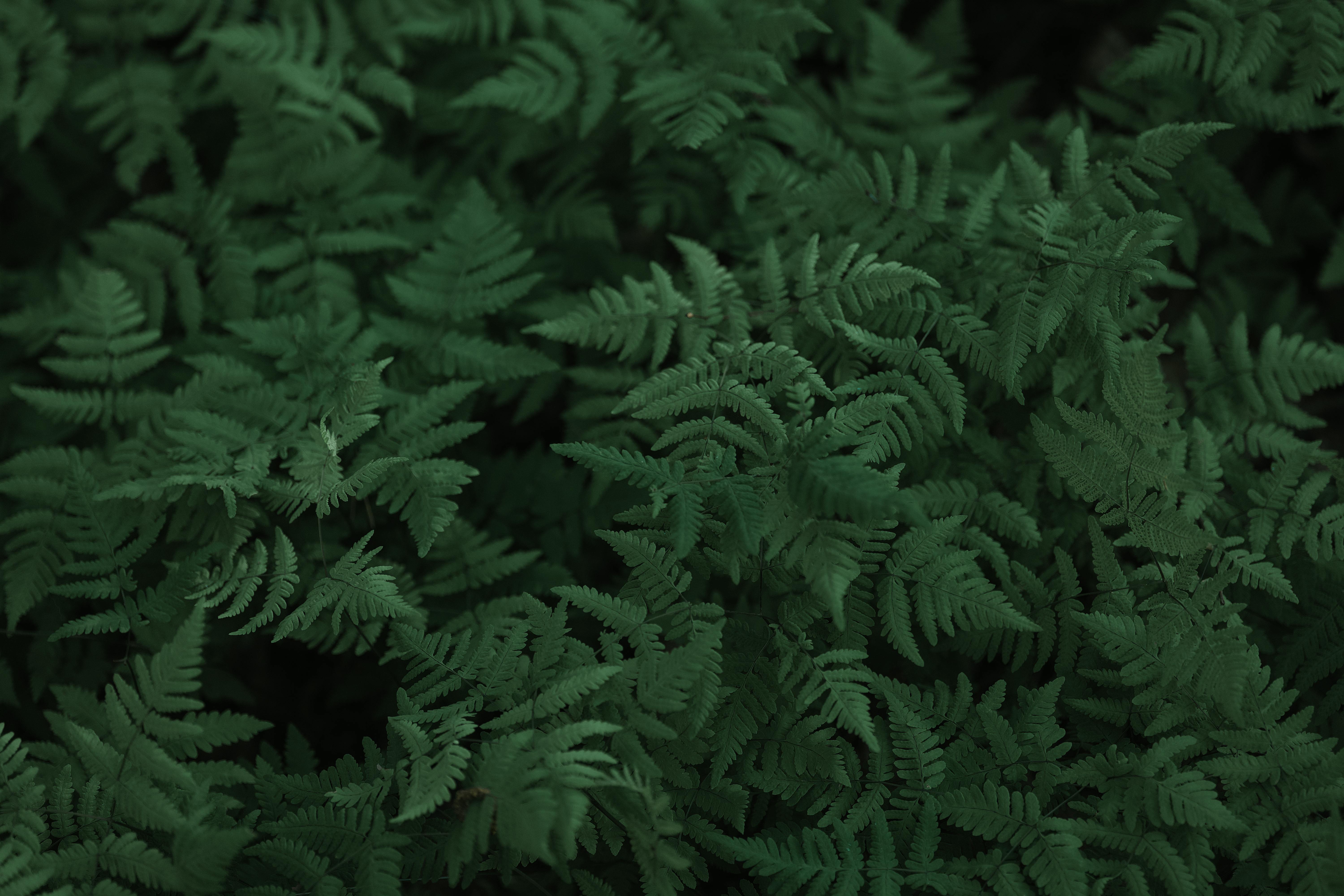 Dark, Green Fern Leaves · Free Stock Photo