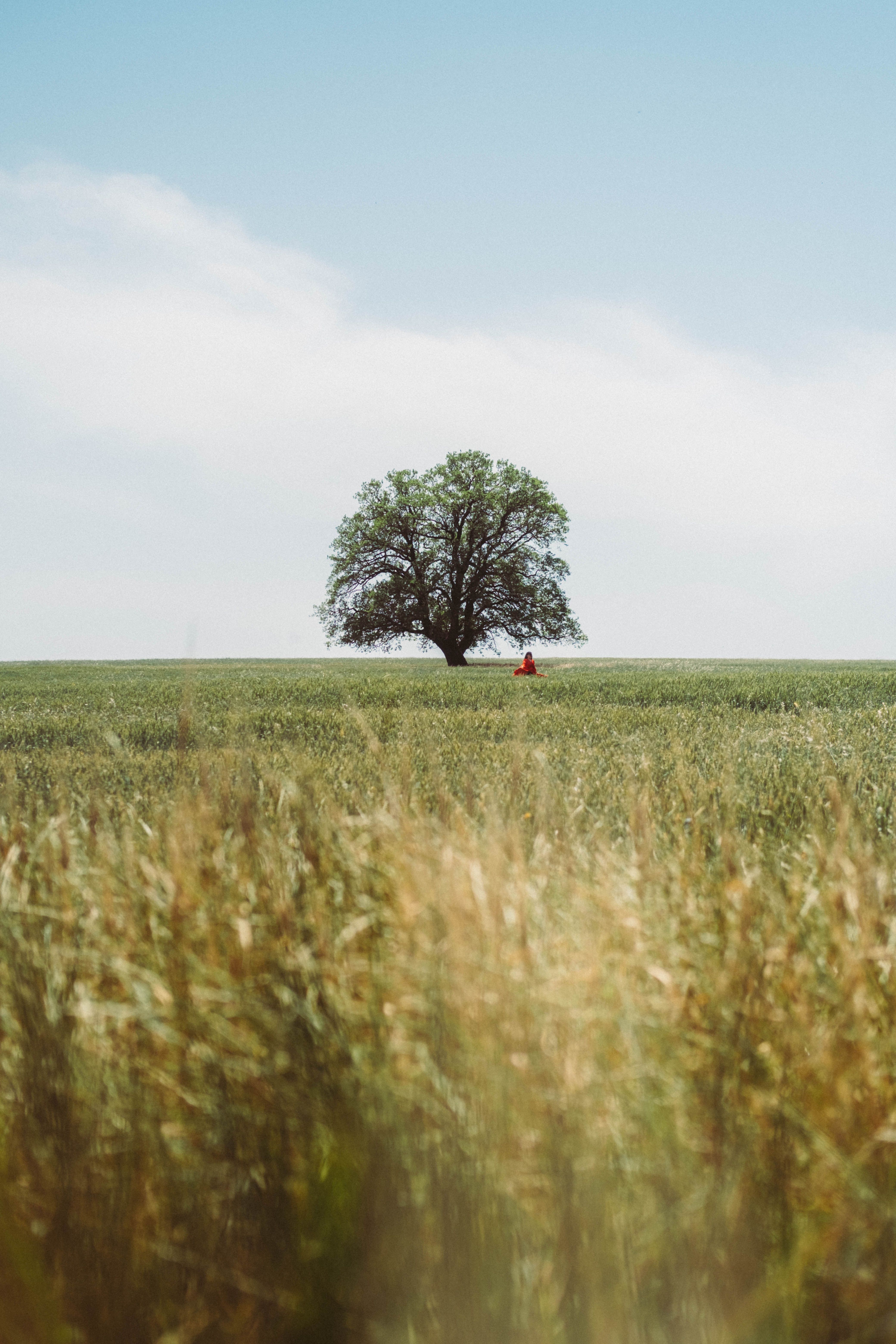 Tree in a Field · Free Stock Photo