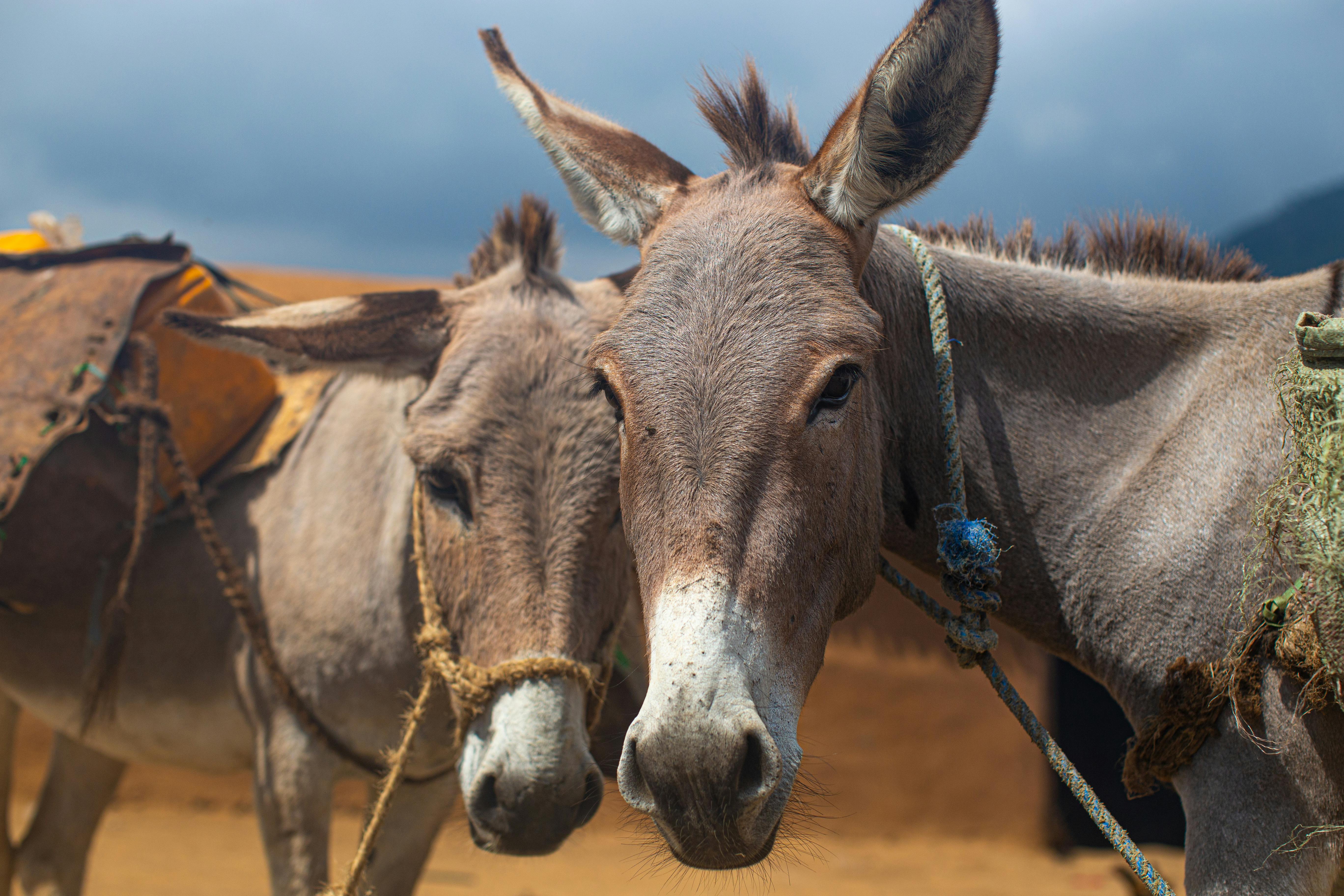 Donkey · Free Stock Photo