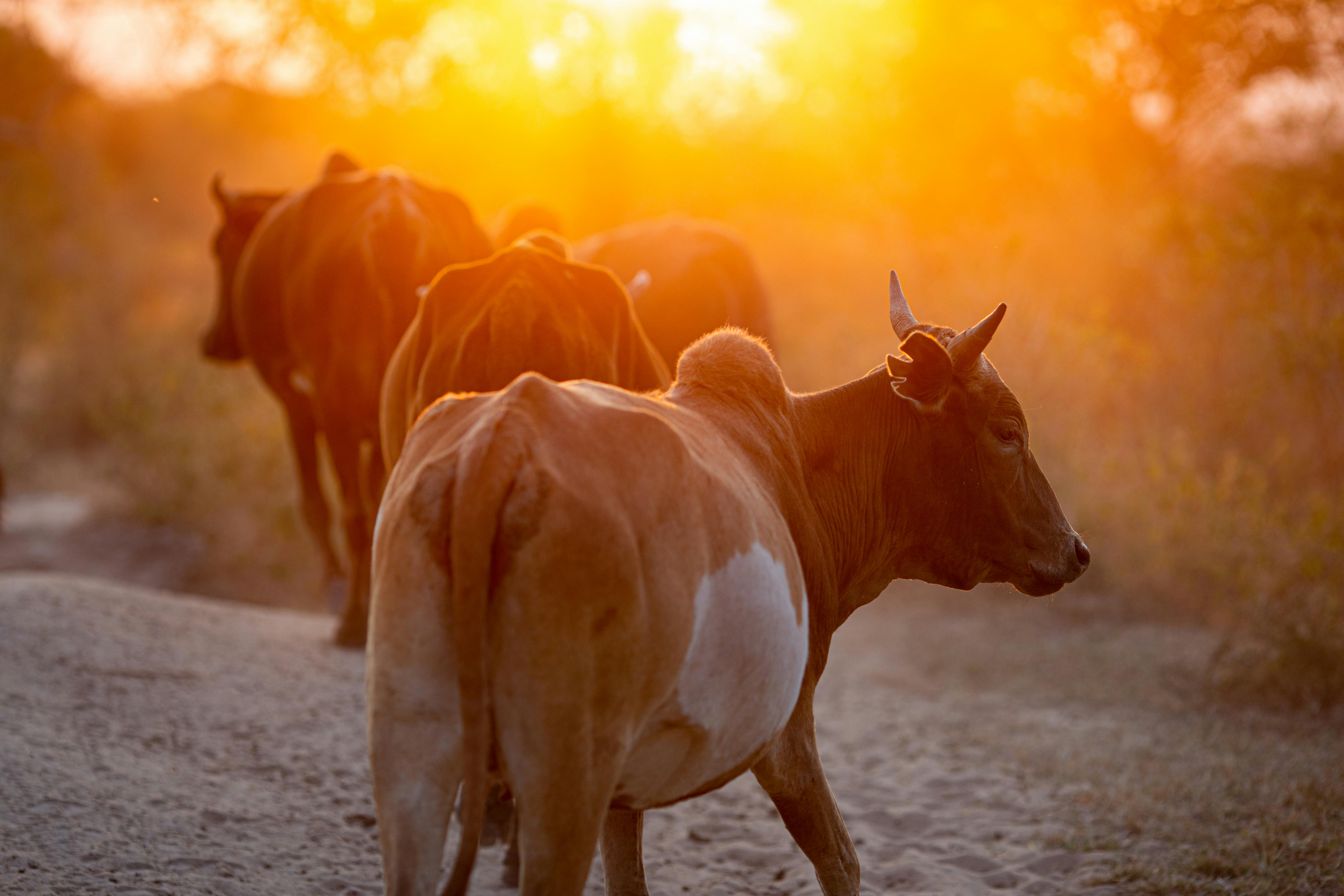 Cows In Sunset Photos, Download The BEST Free Cows In Sunset Stock ...