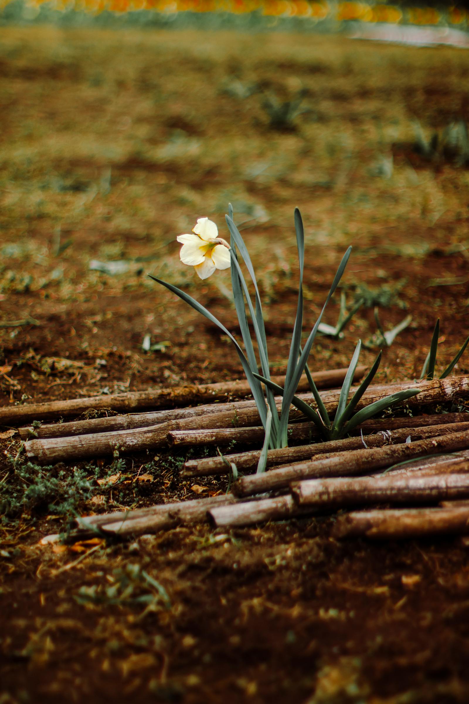 Flower Sticks Photos, Download The BEST Free Flower Sticks Stock Photos ...