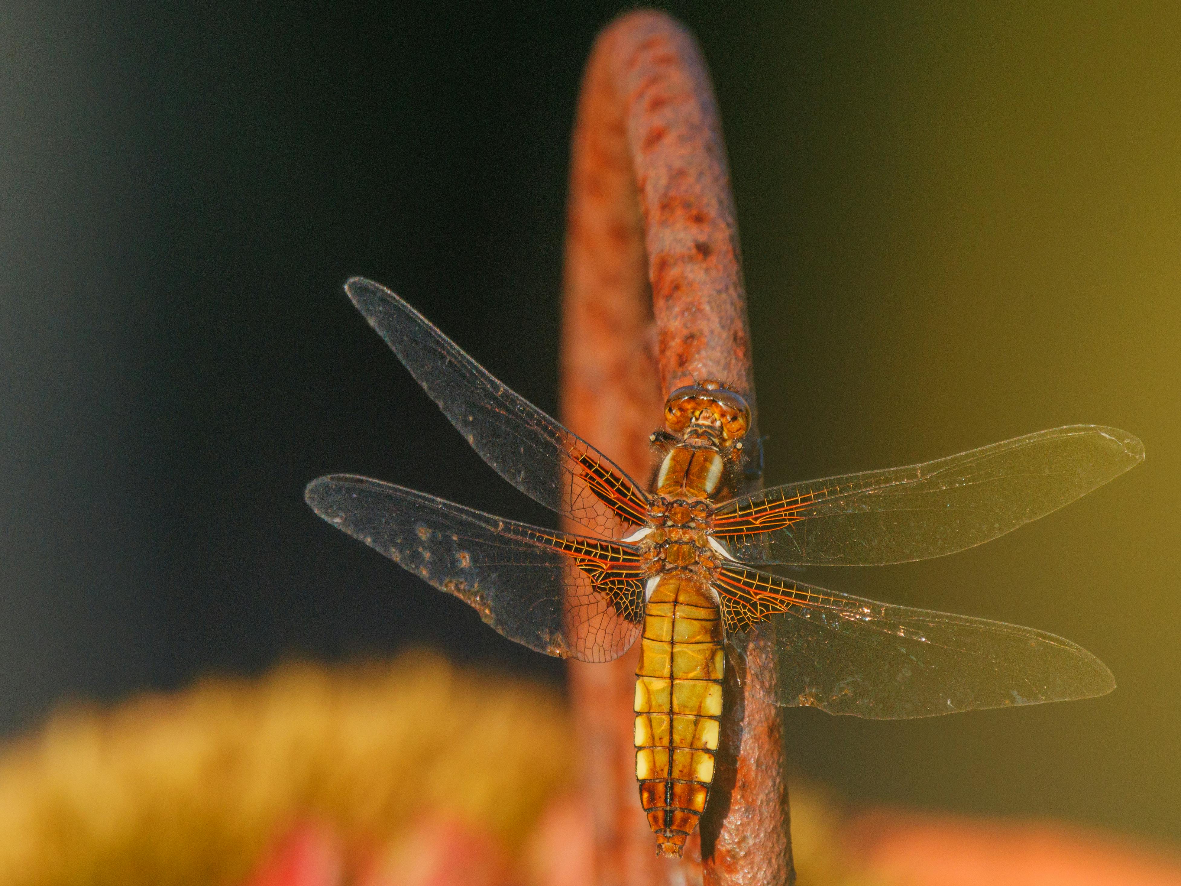 Close up of Dragonflies · Free Stock Photo