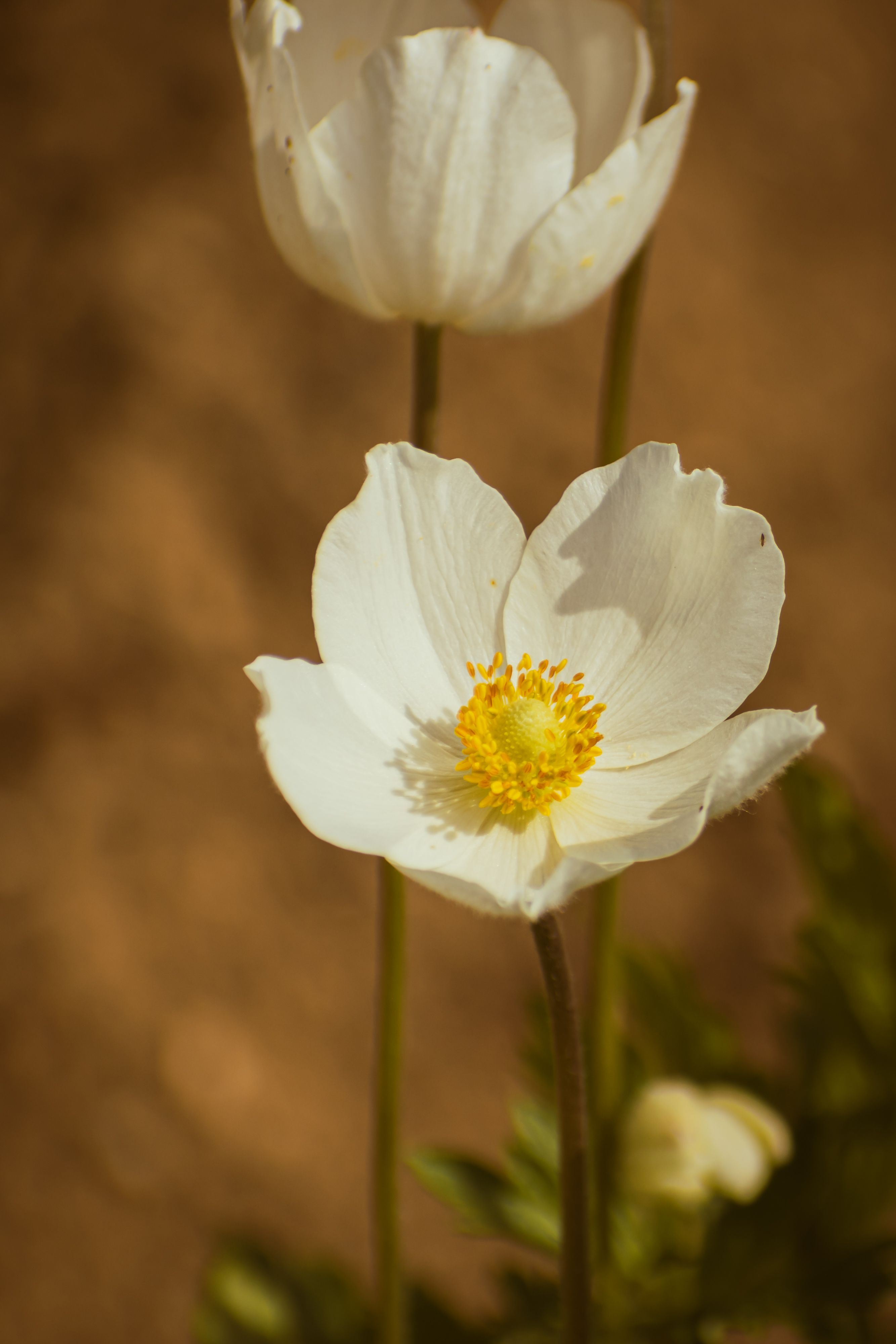 Anemone flowers in bloom in a field · Free Stock Photo