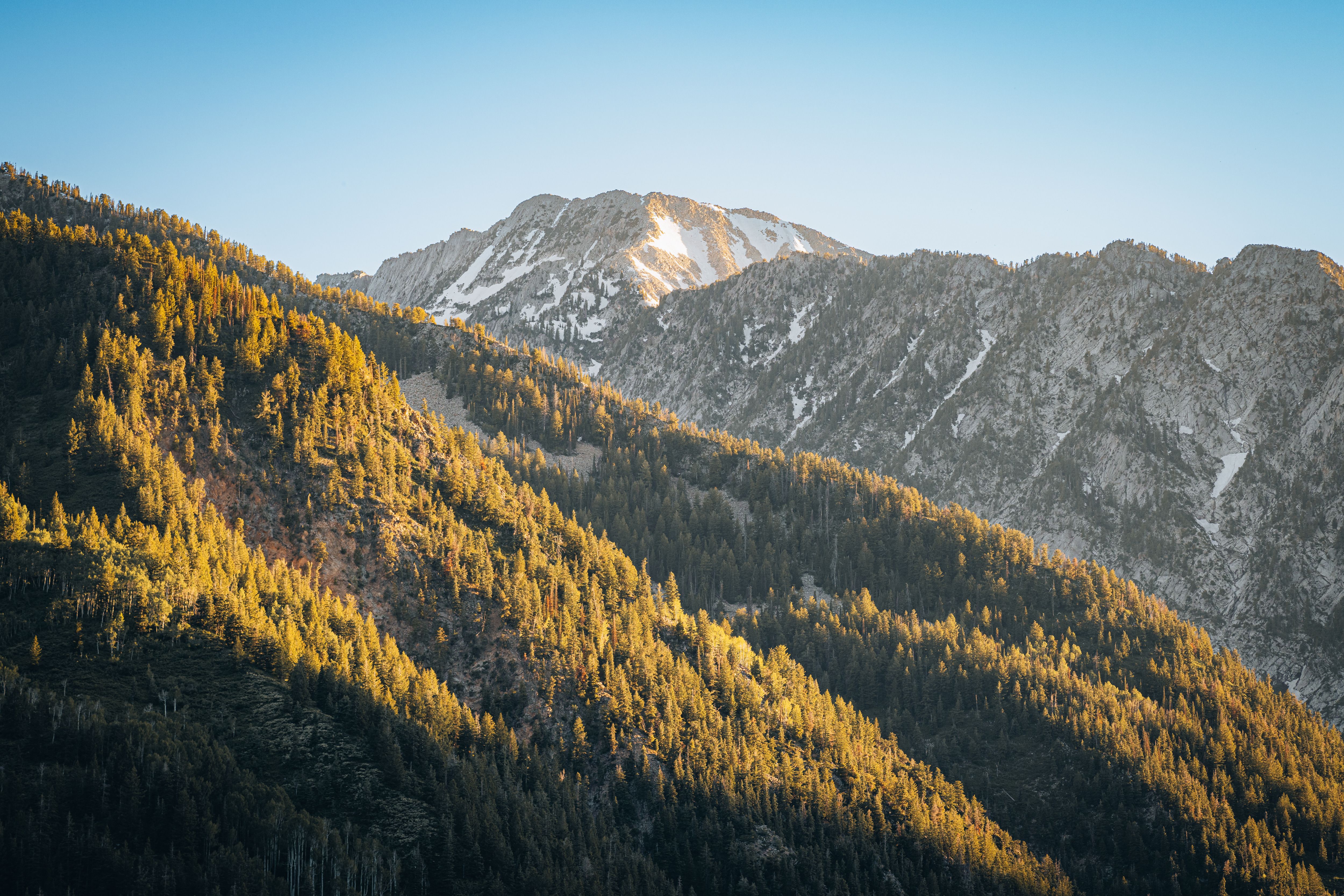 Forested Mountain Ridge · Free Stock Photo