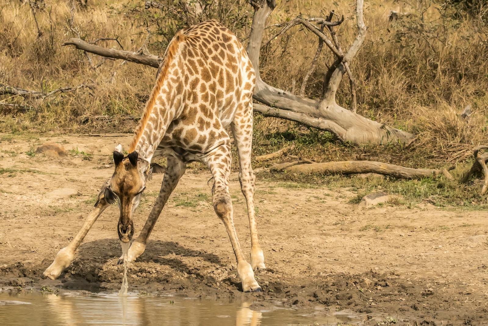 Giraffe Drinking Water Photos, Download The BEST Free Giraffe Drinking Water Stock Photos & HD ...