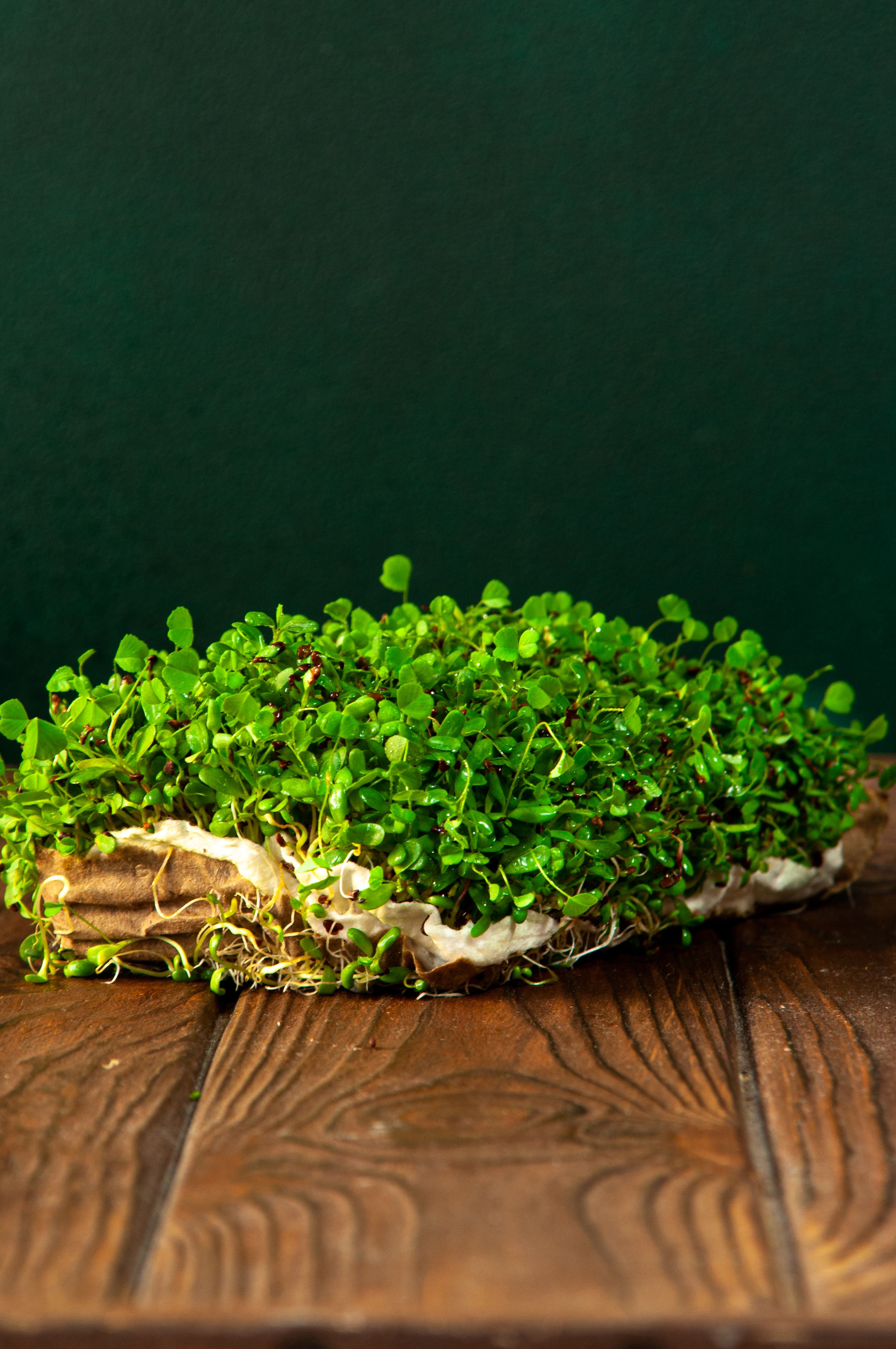 Green Plants Inserted on a Bent Metal Bar Stand · Free Stock Photo