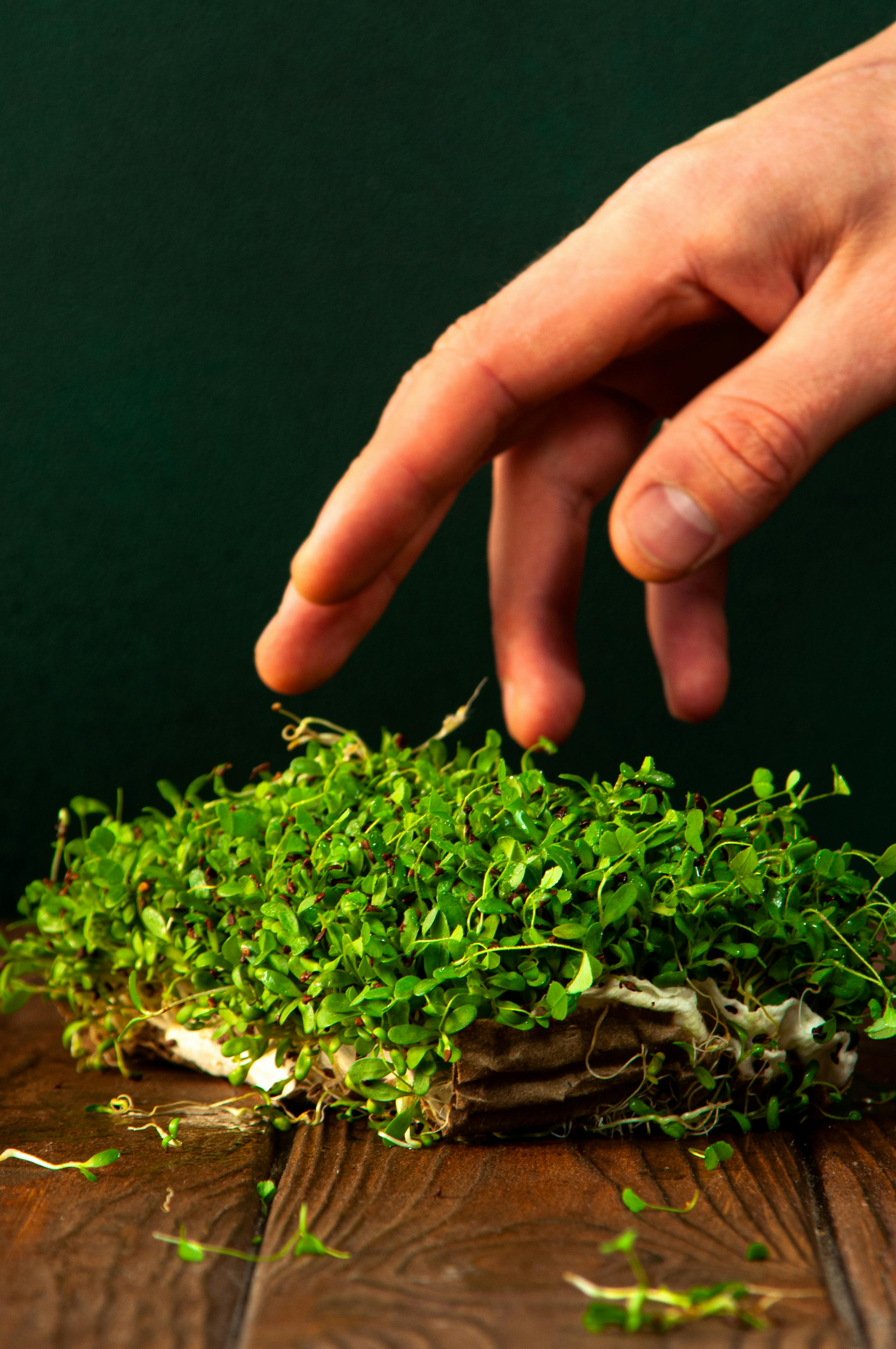 Person Holding Plant on Hand · Free Stock Photo