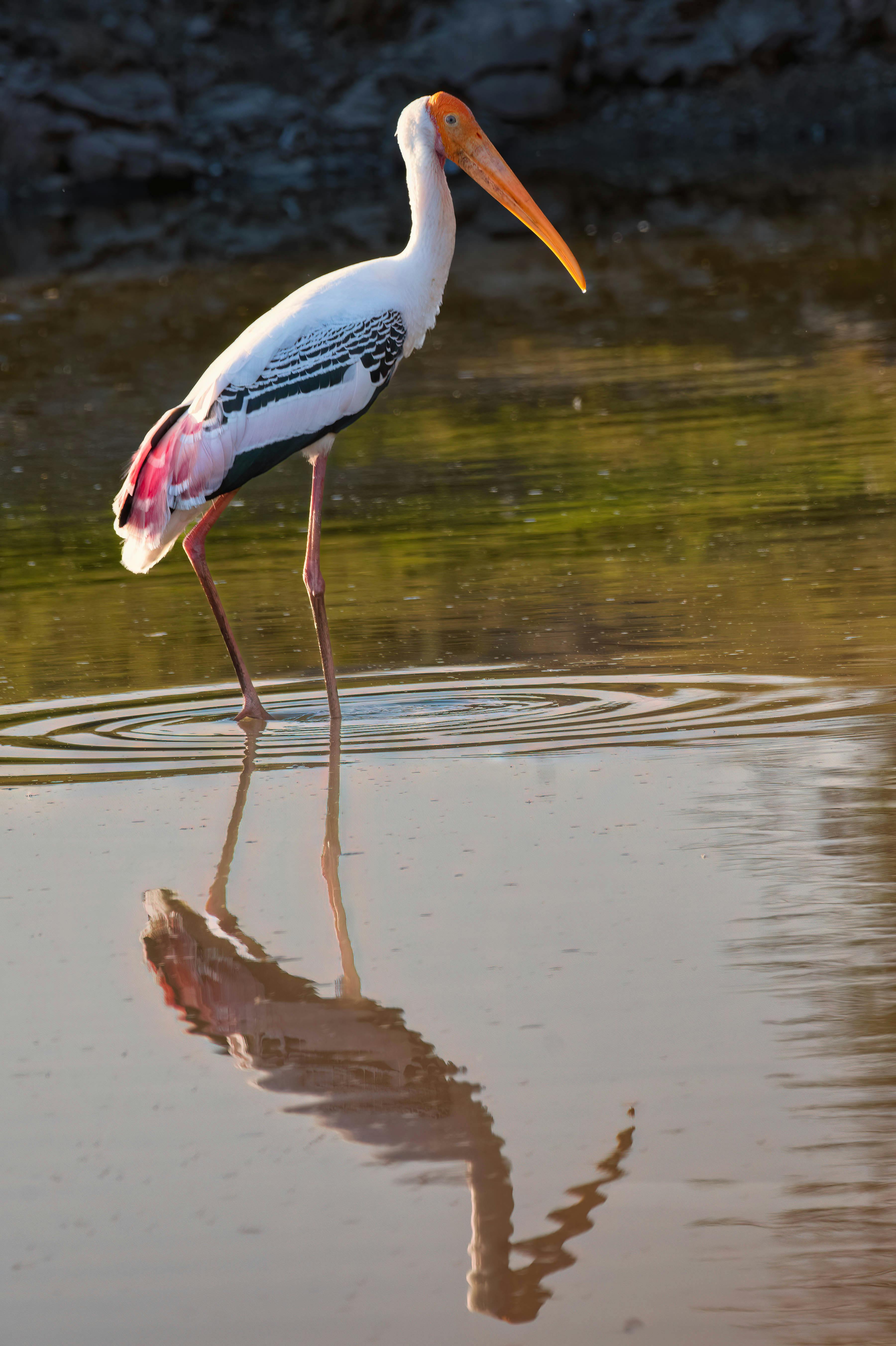 Stork Anatomy Photos, Download The BEST Free Stork Anatomy Stock Photos ...