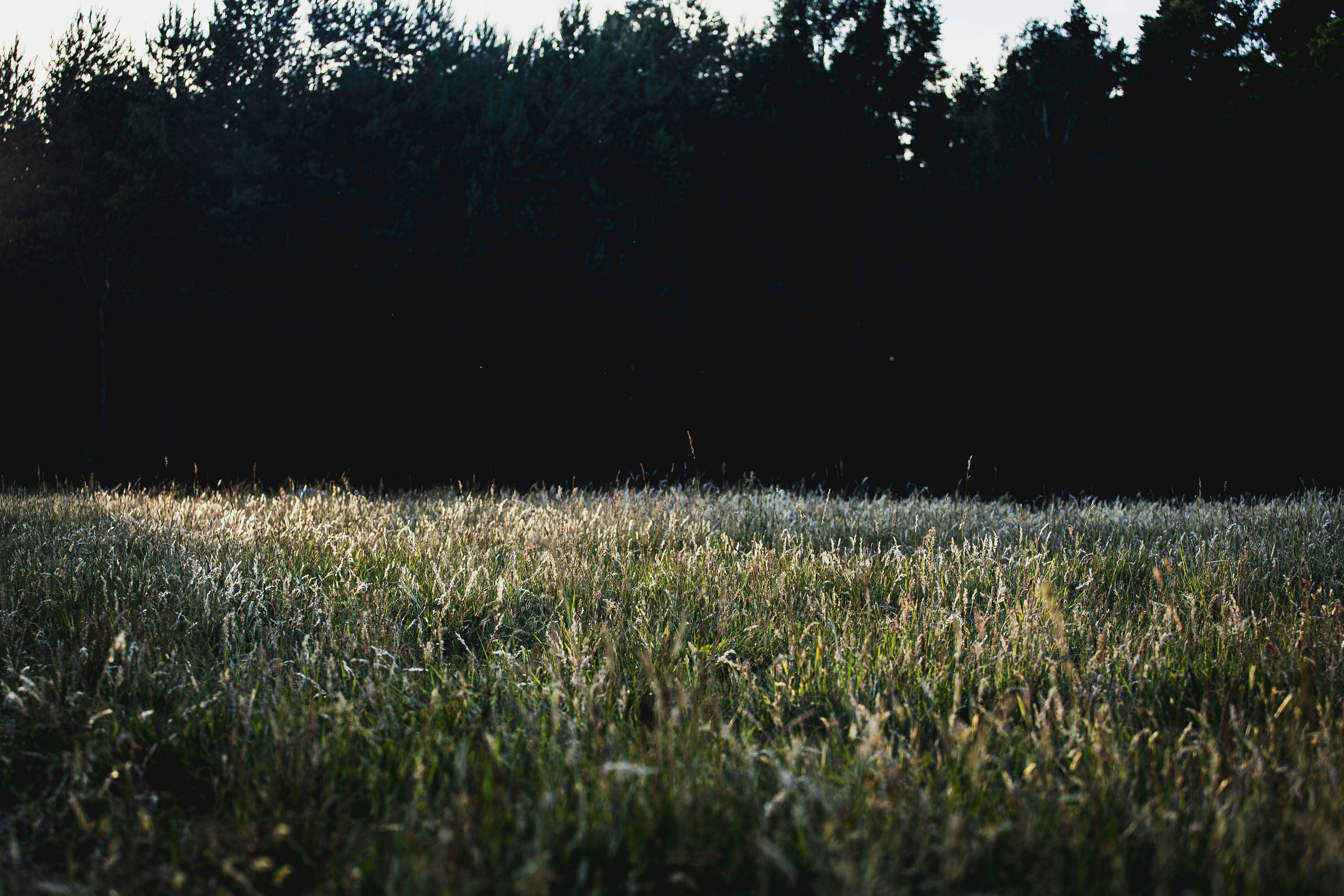 Sunlight over a Grass Field · Free Stock Photo