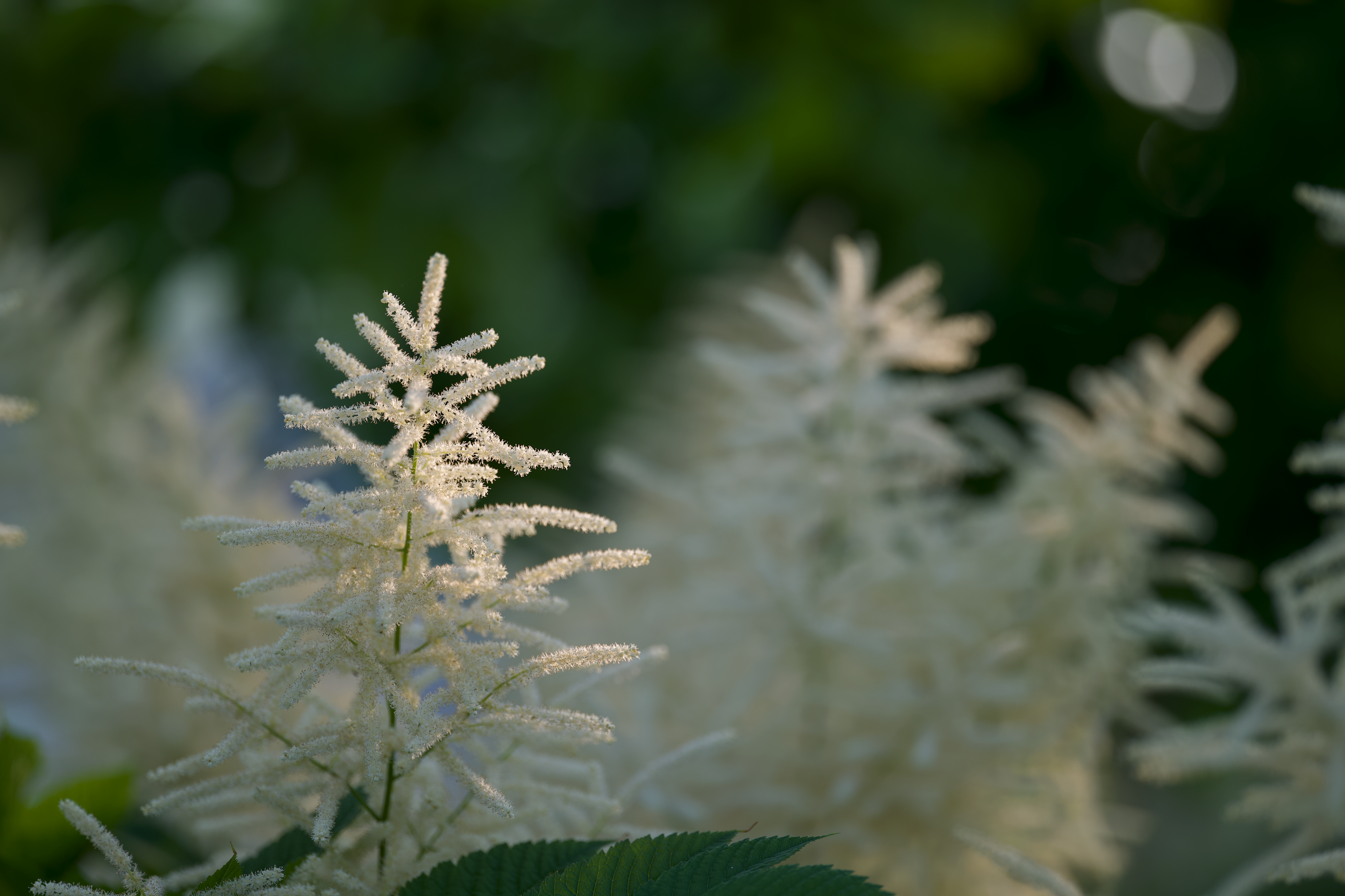 Close-up of Goats Beard Flowers · Free Stock Photo