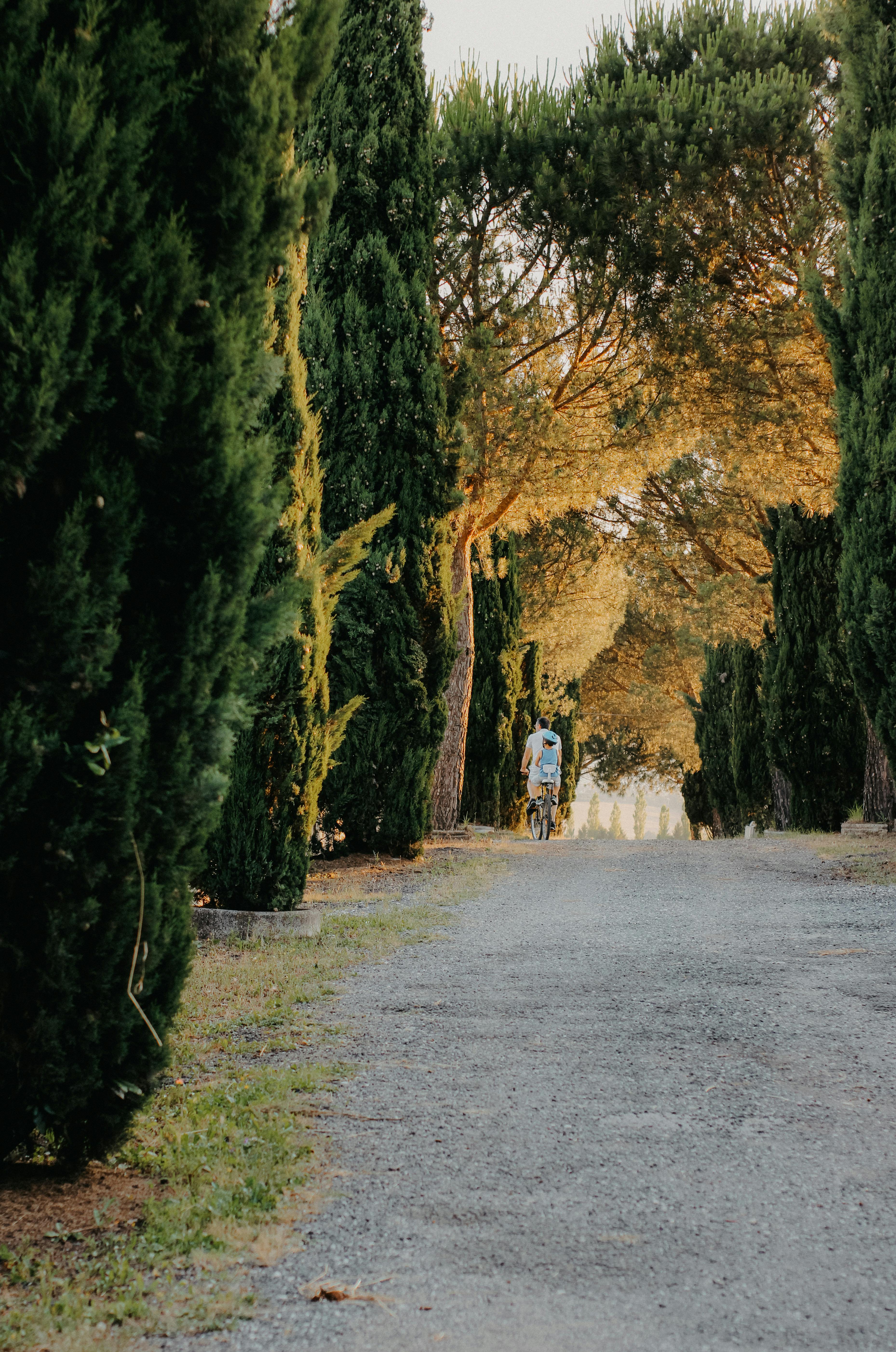 Cypress Trees Along a Path Path · Free Stock Photo