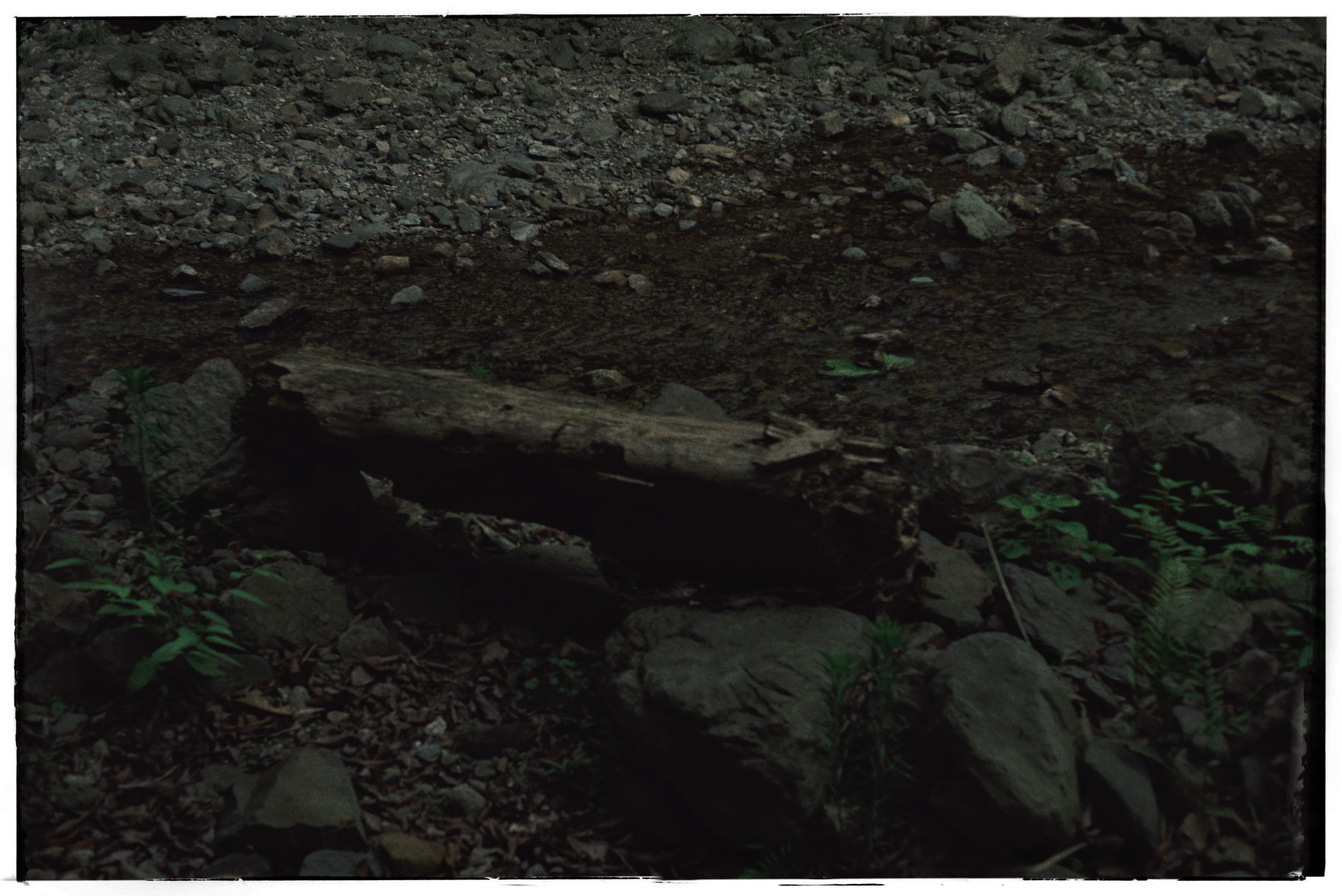 Close-up of a Rocky Pathway in the Forest · Free Stock Photo