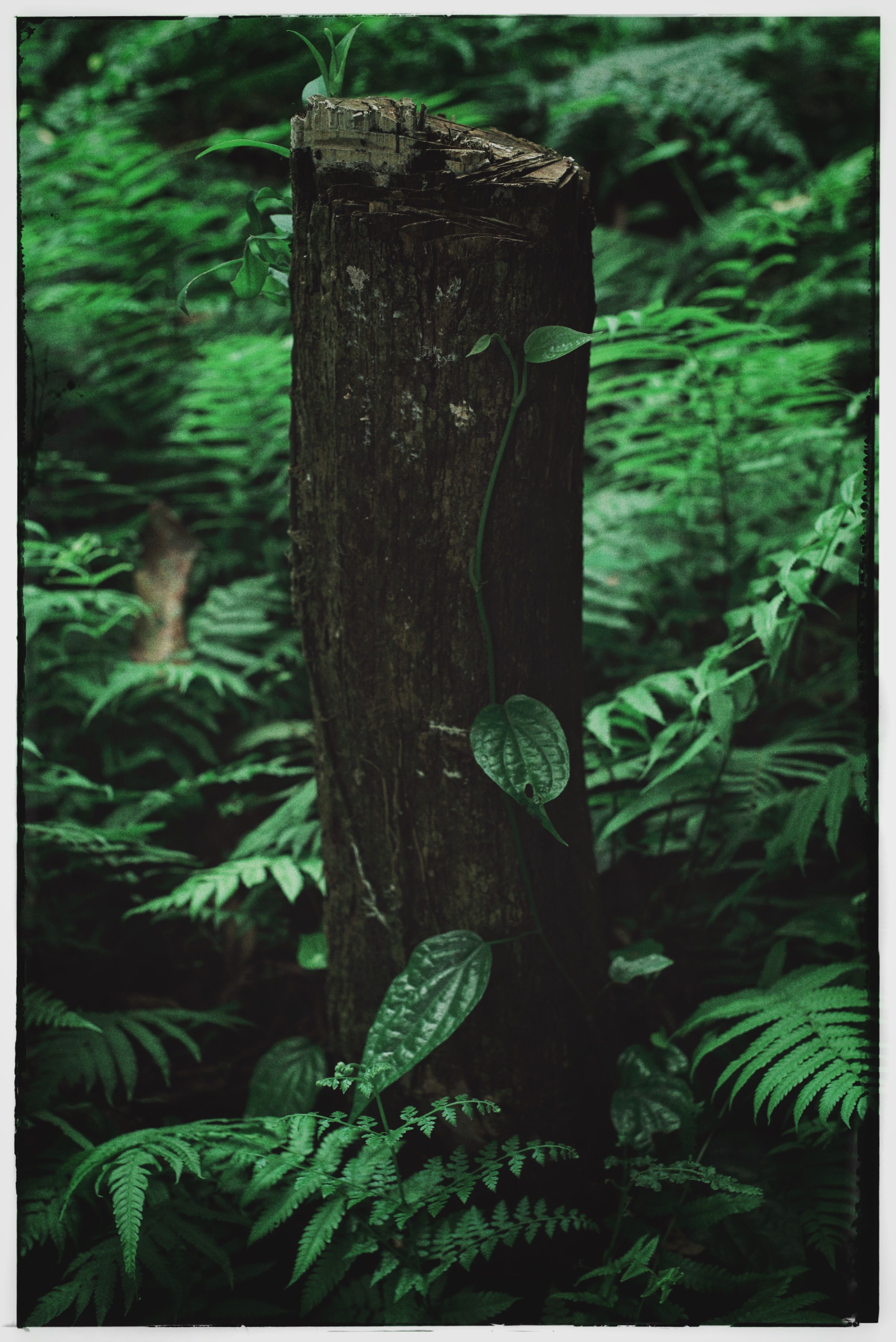Photo gratuite de arbre, bois, brisé, buisson, feuilles, forêt, fougère ...