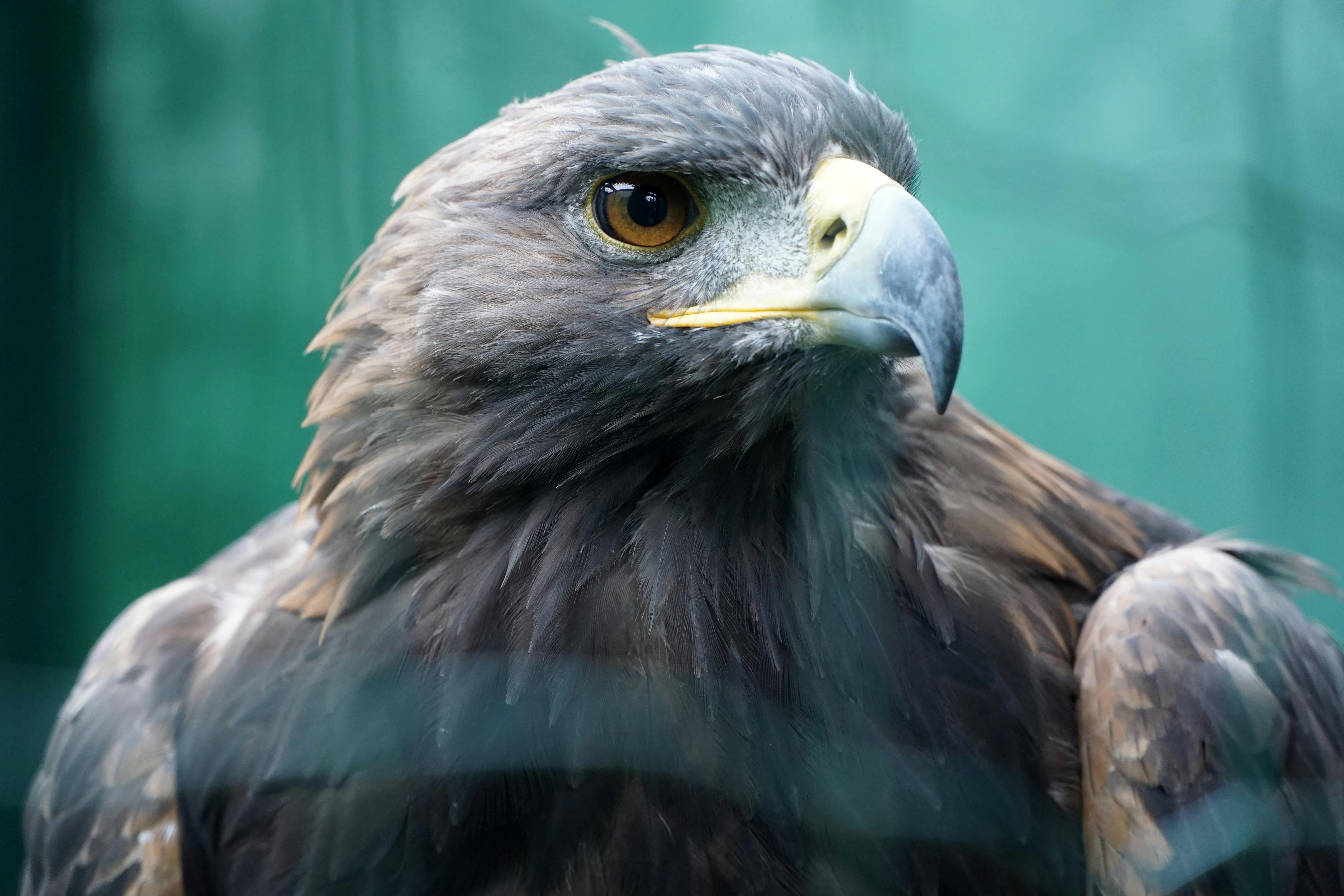 Raptor Rooster Photos, Download The BEST Free Raptor Rooster Stock ...