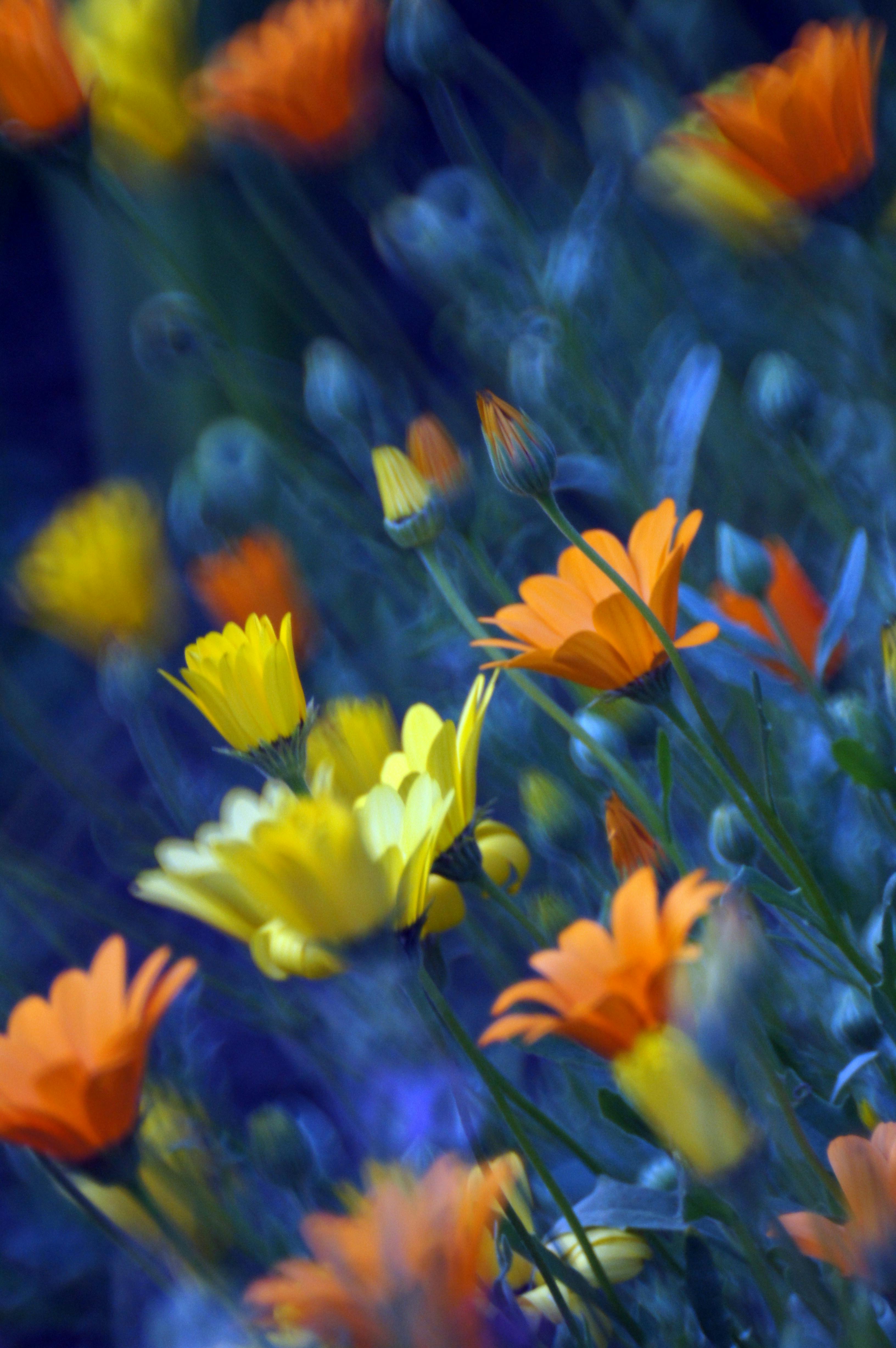 Beautifule Photos, Download The BEST Free Beautifule Stock Photos & HD ...