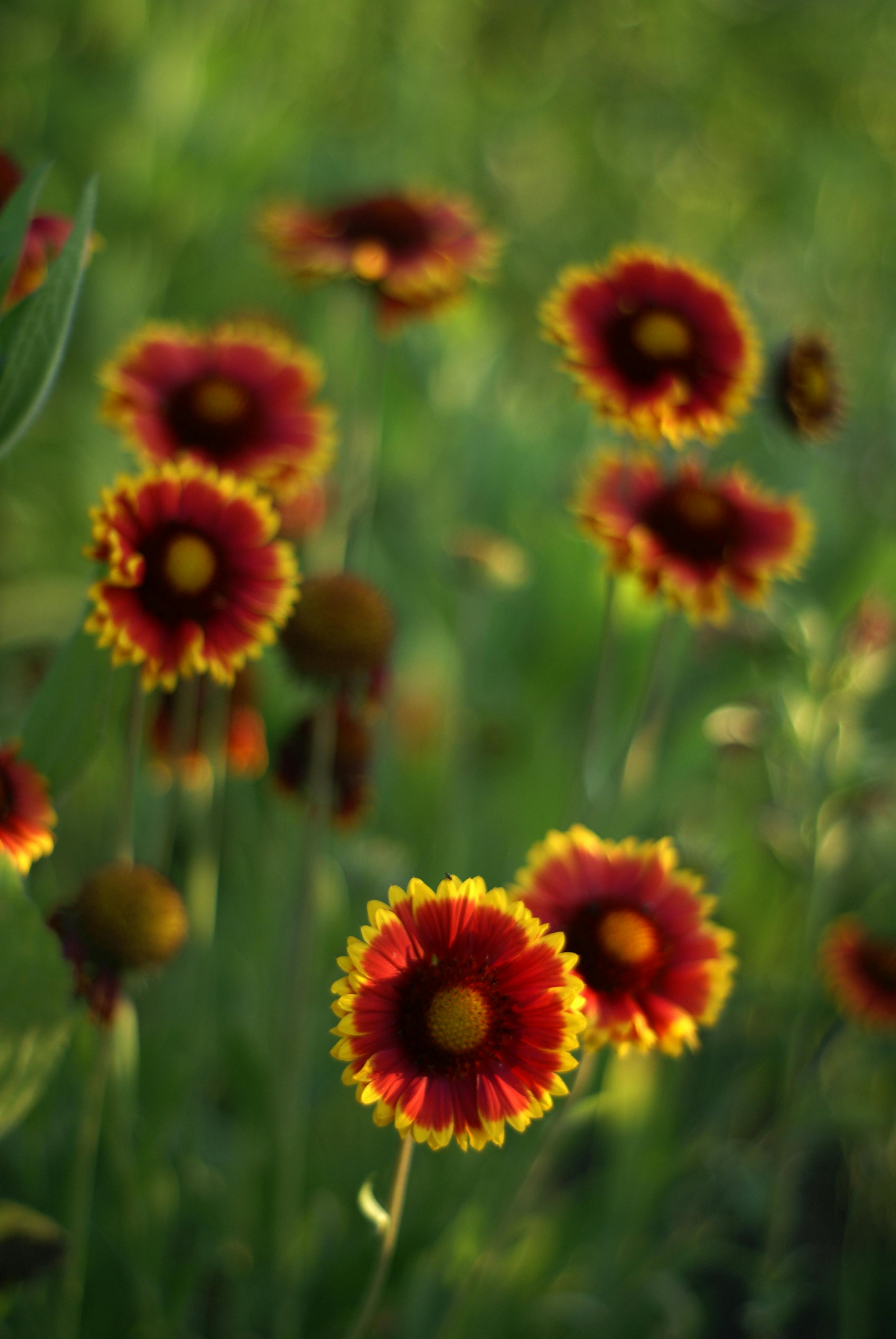 Beautifuler Photos, Download The BEST Free Beautifuler Stock Photos ...