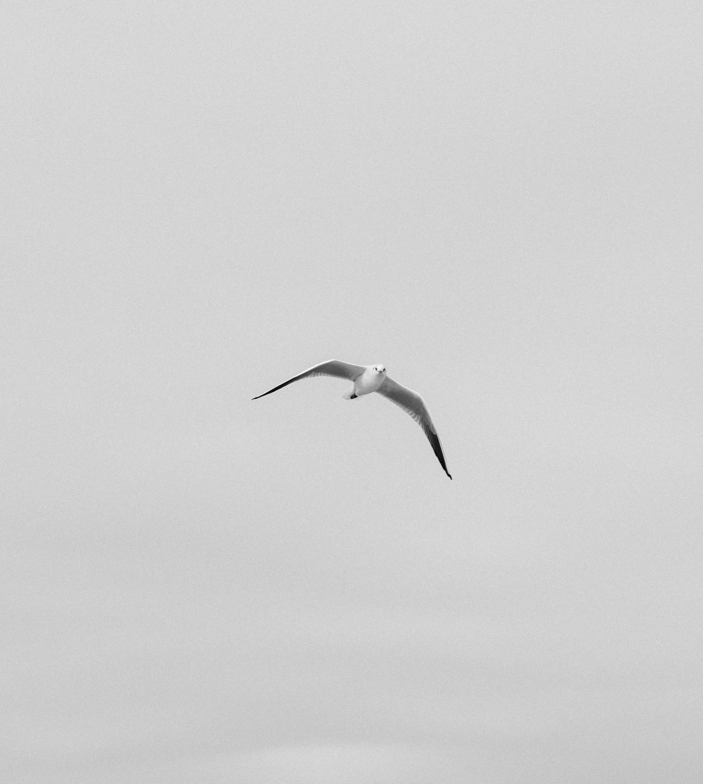 Flying · Free Stock Photo
