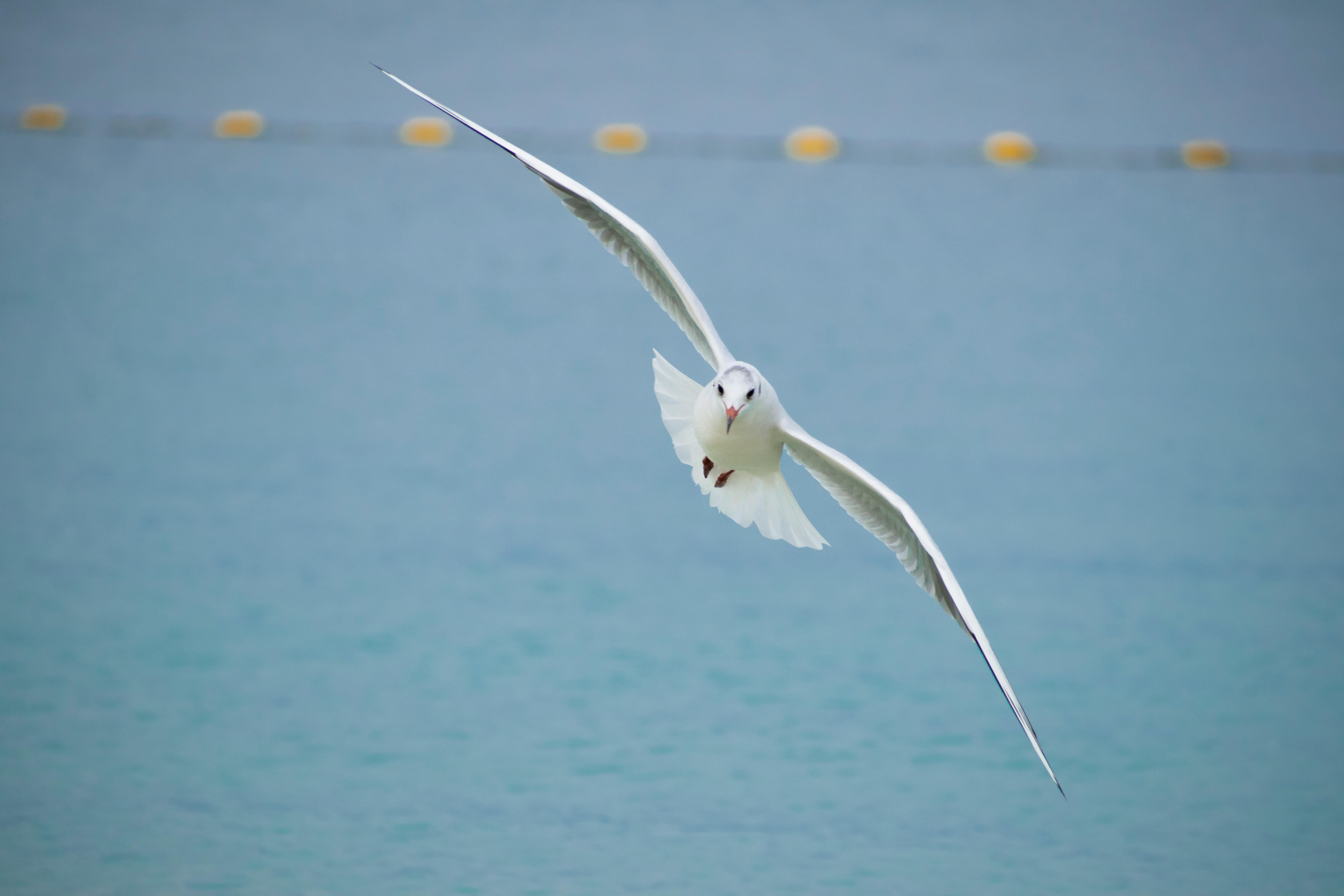 Sea Animation Photos, Download The BEST Free Sea Animation Stock Photos ...