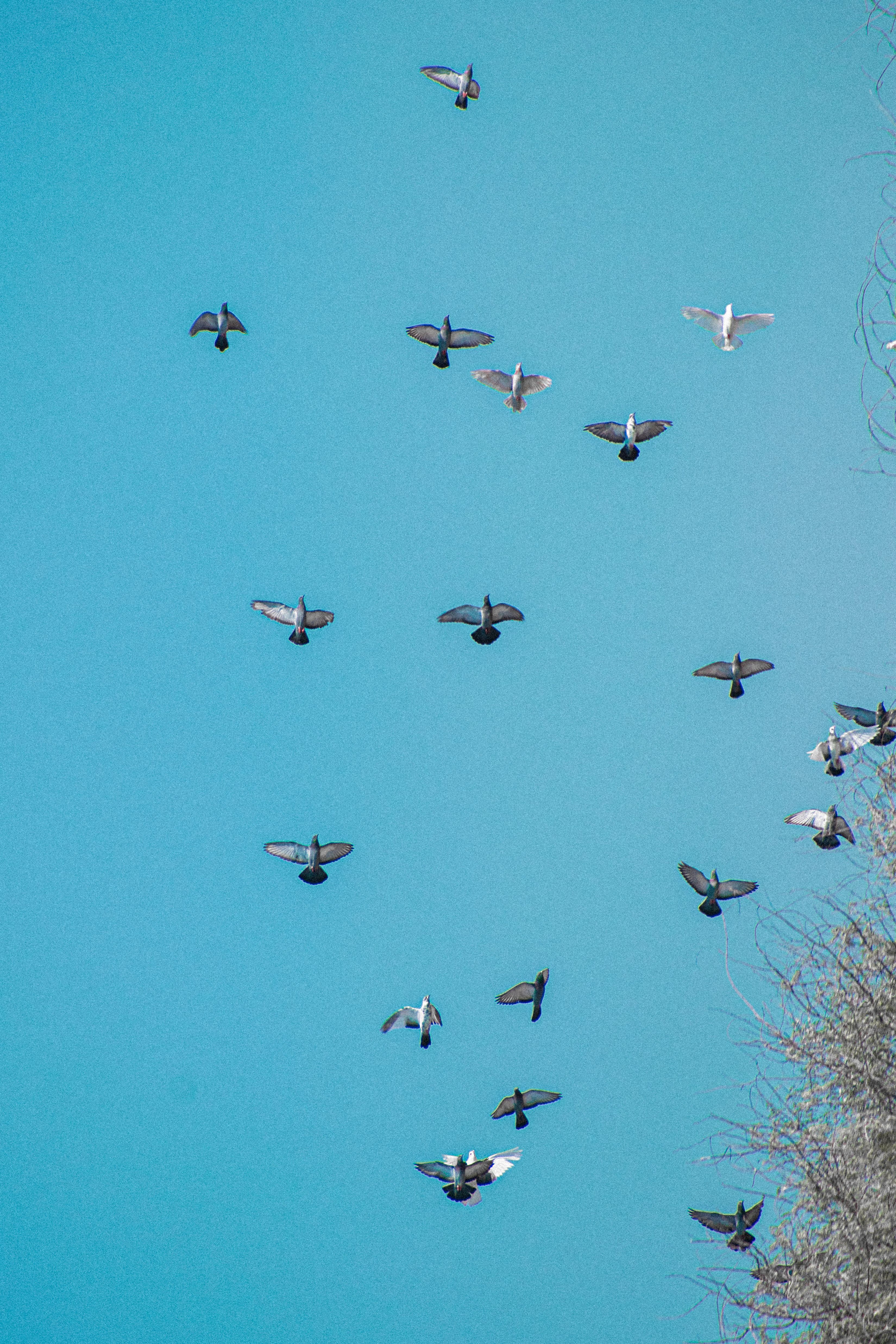 Birds Flying under Clear Sky · Free Stock Photo