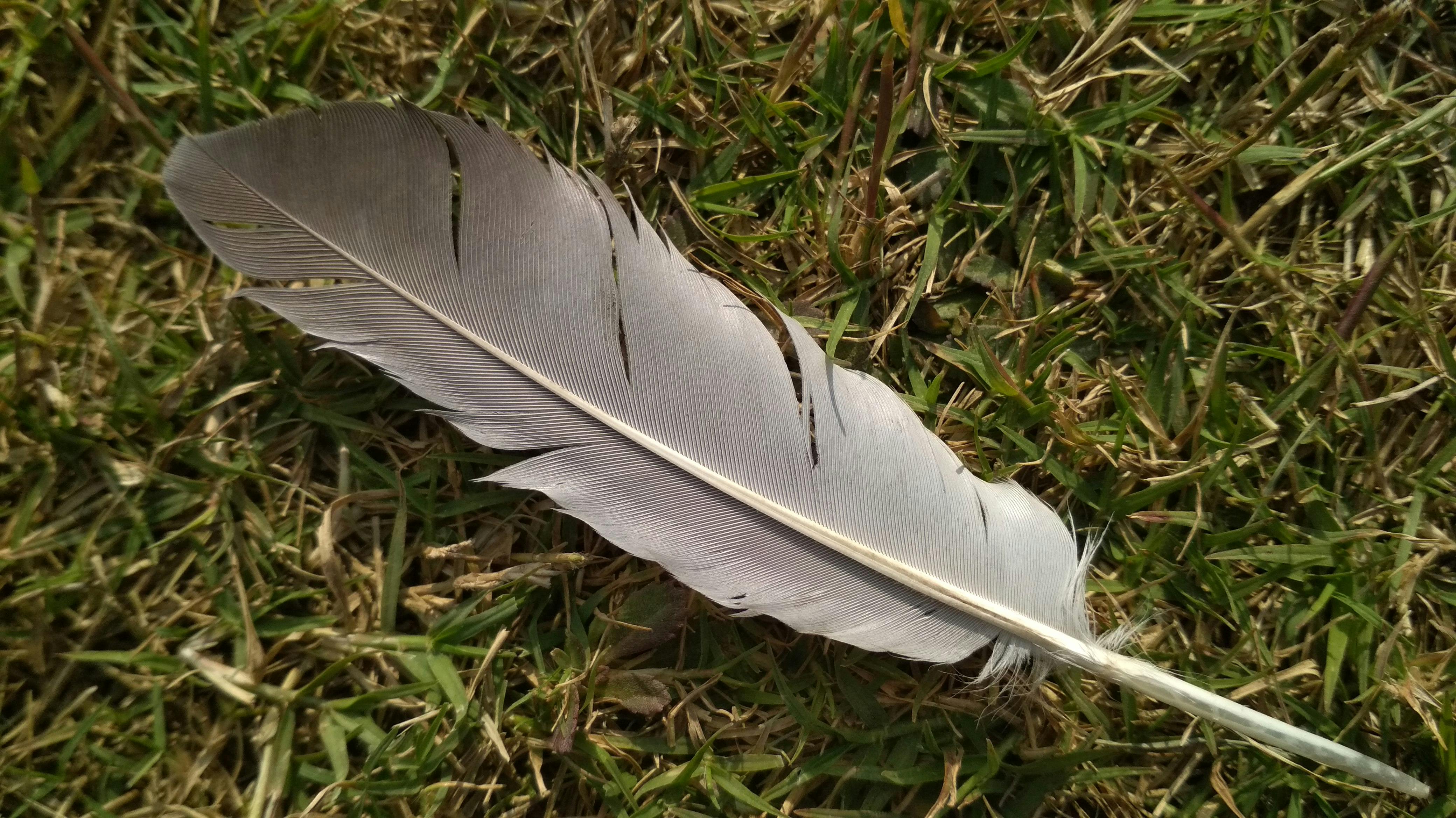 Free stock photo of feather, pigeon feather
