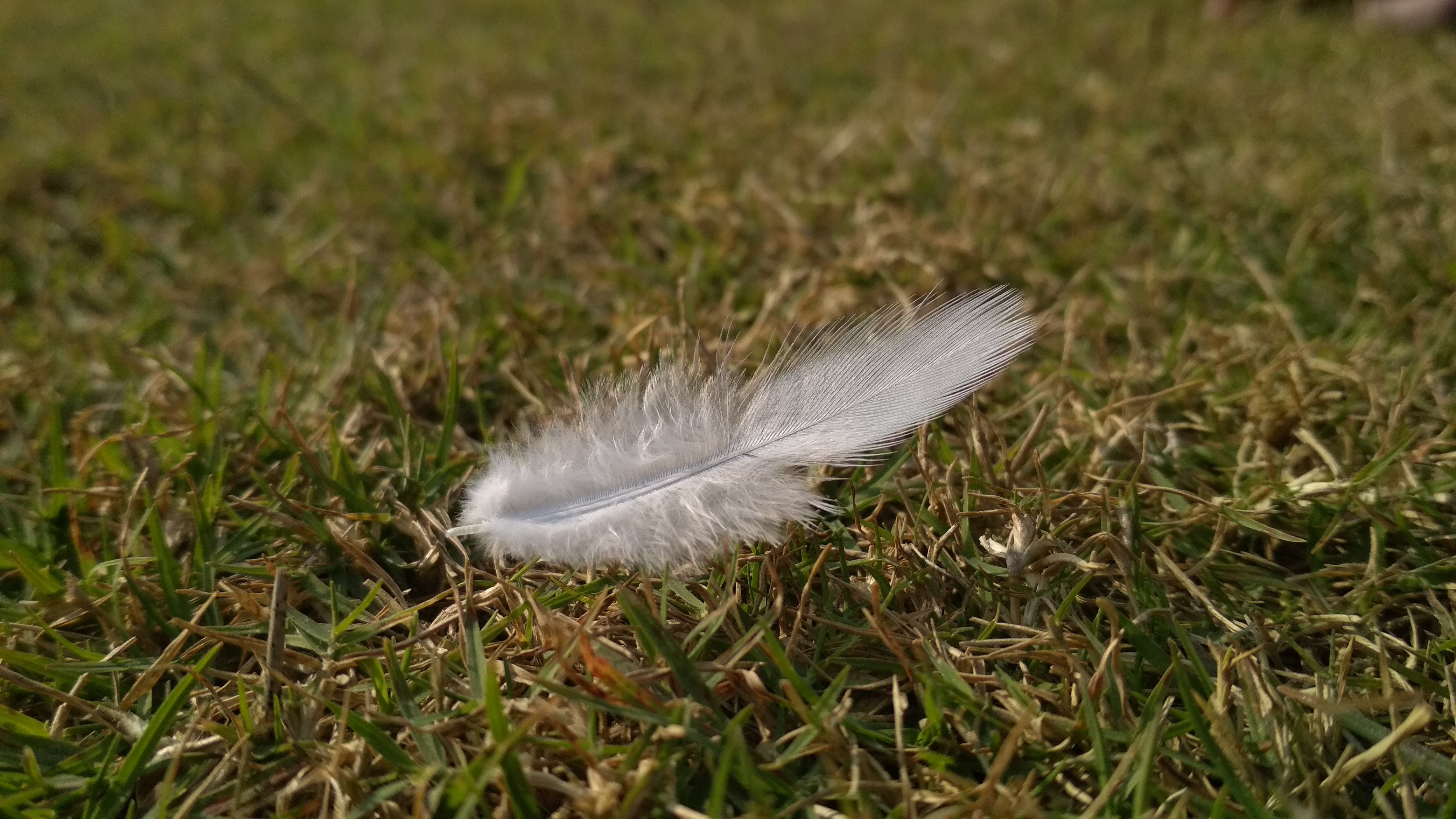 Free stock photo of feather, pigeon feather