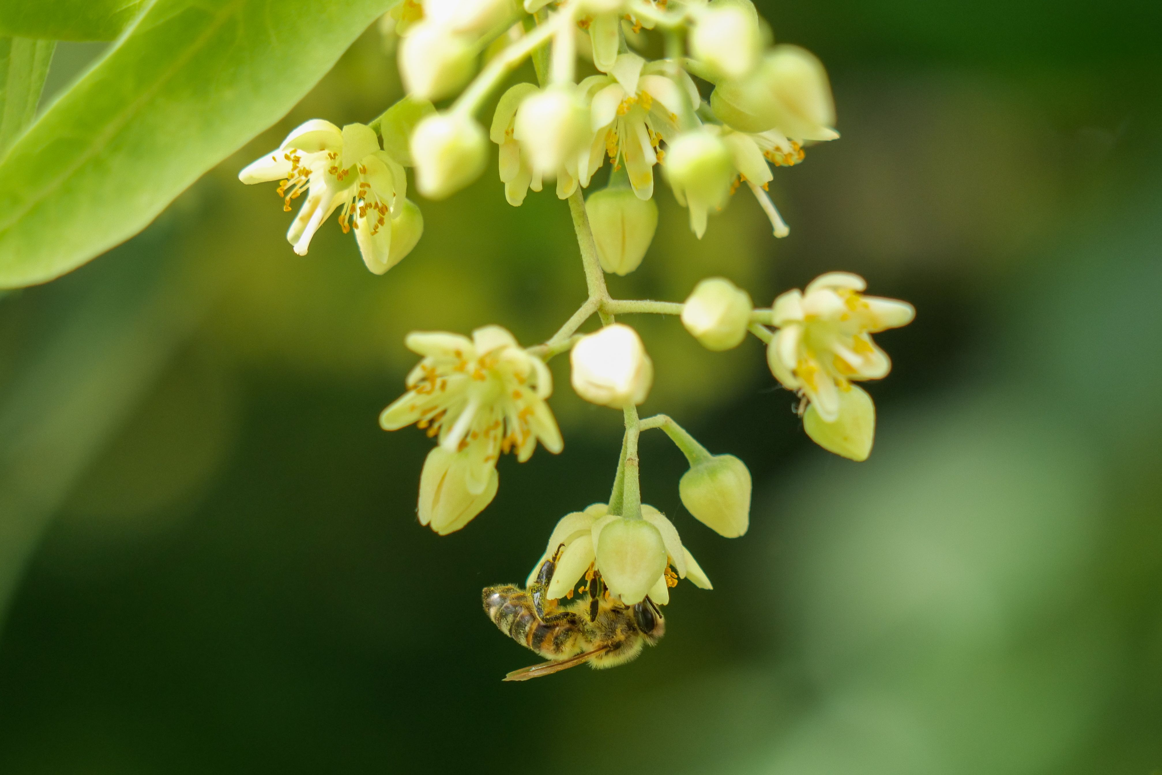 Bee on Green Flowers · Free Stock Photo