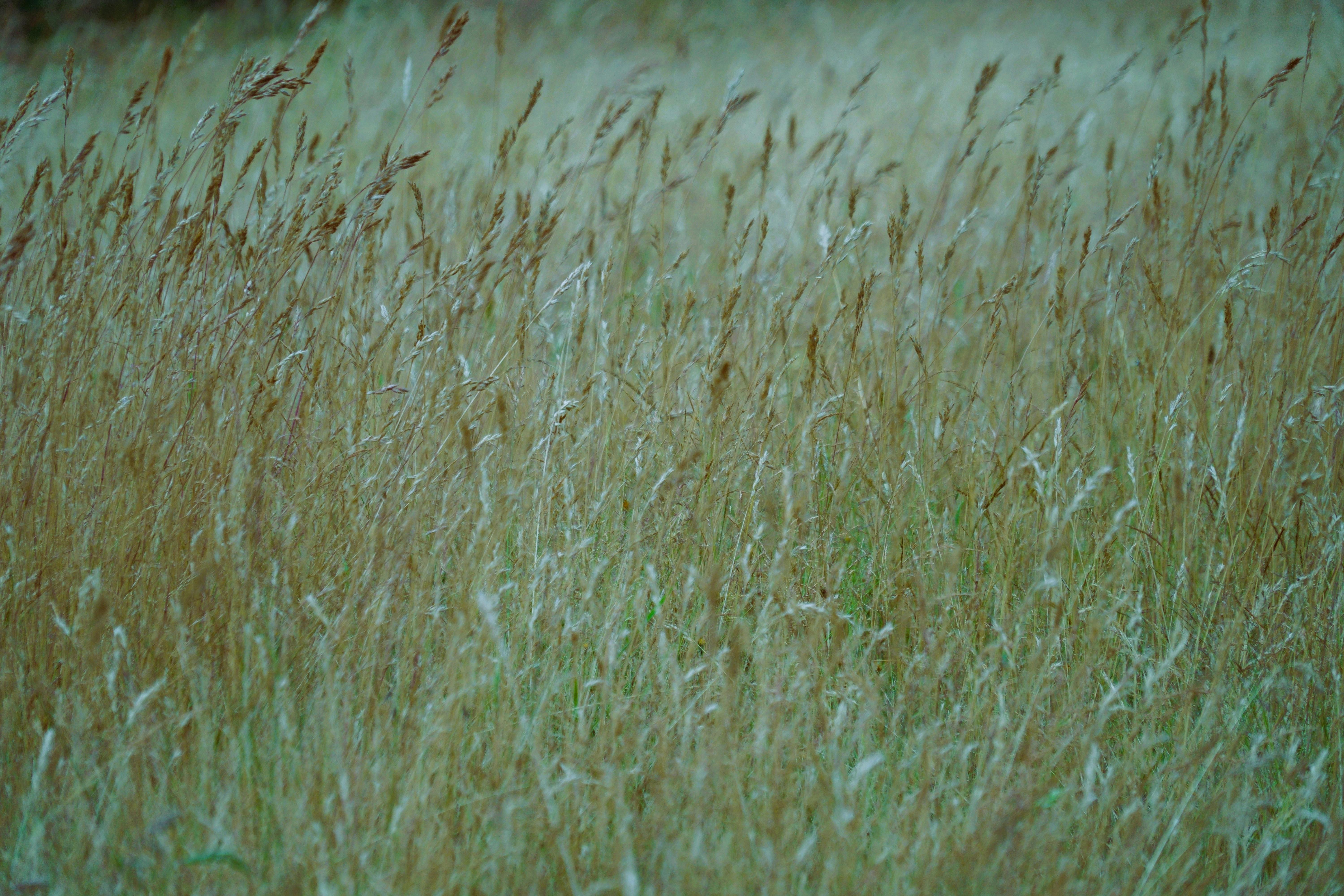 Grasses on Grassland · Free Stock Photo