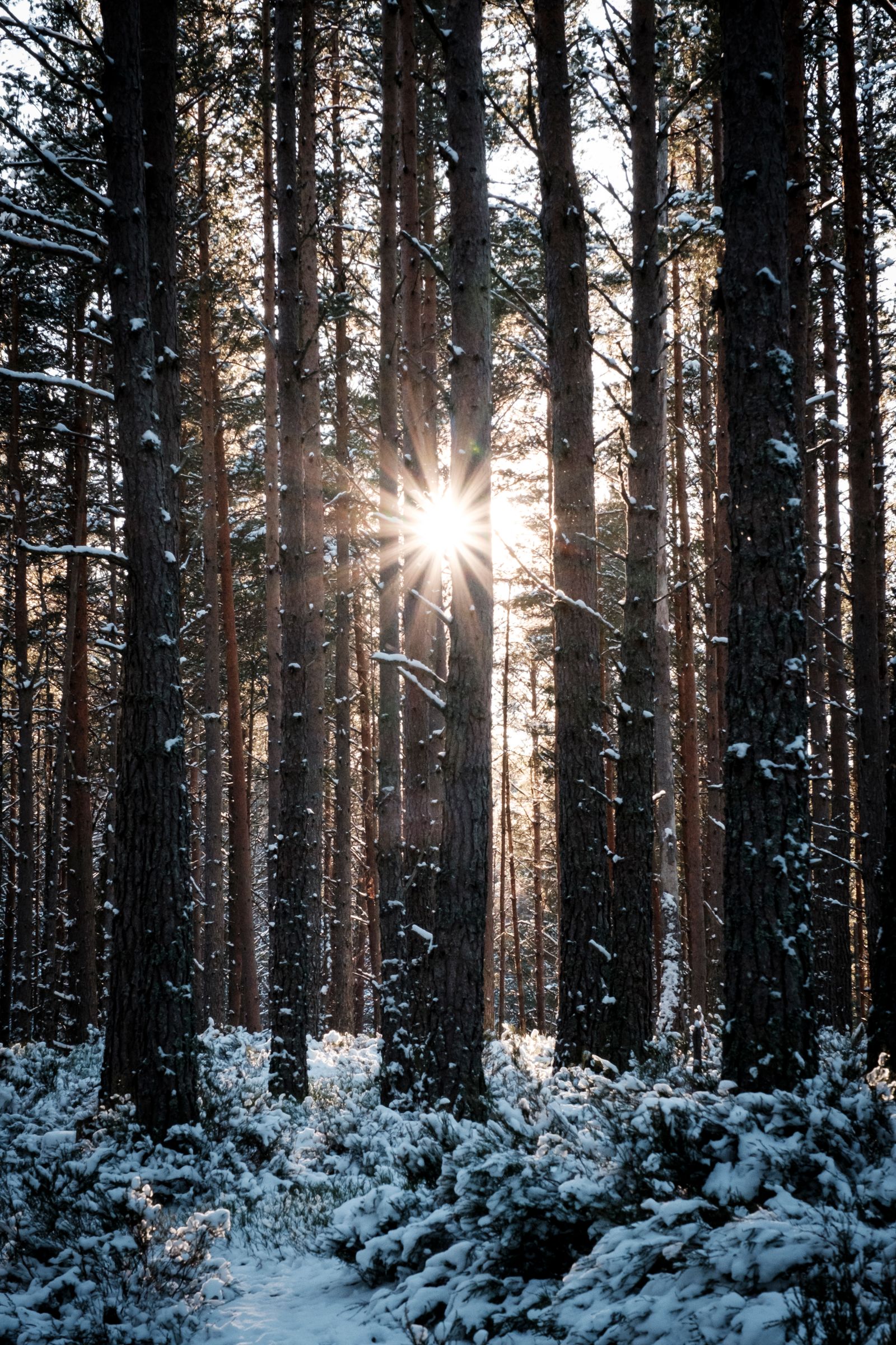 Snow Laden Trees Photos, Download The BEST Free Snow Laden Trees Stock ...