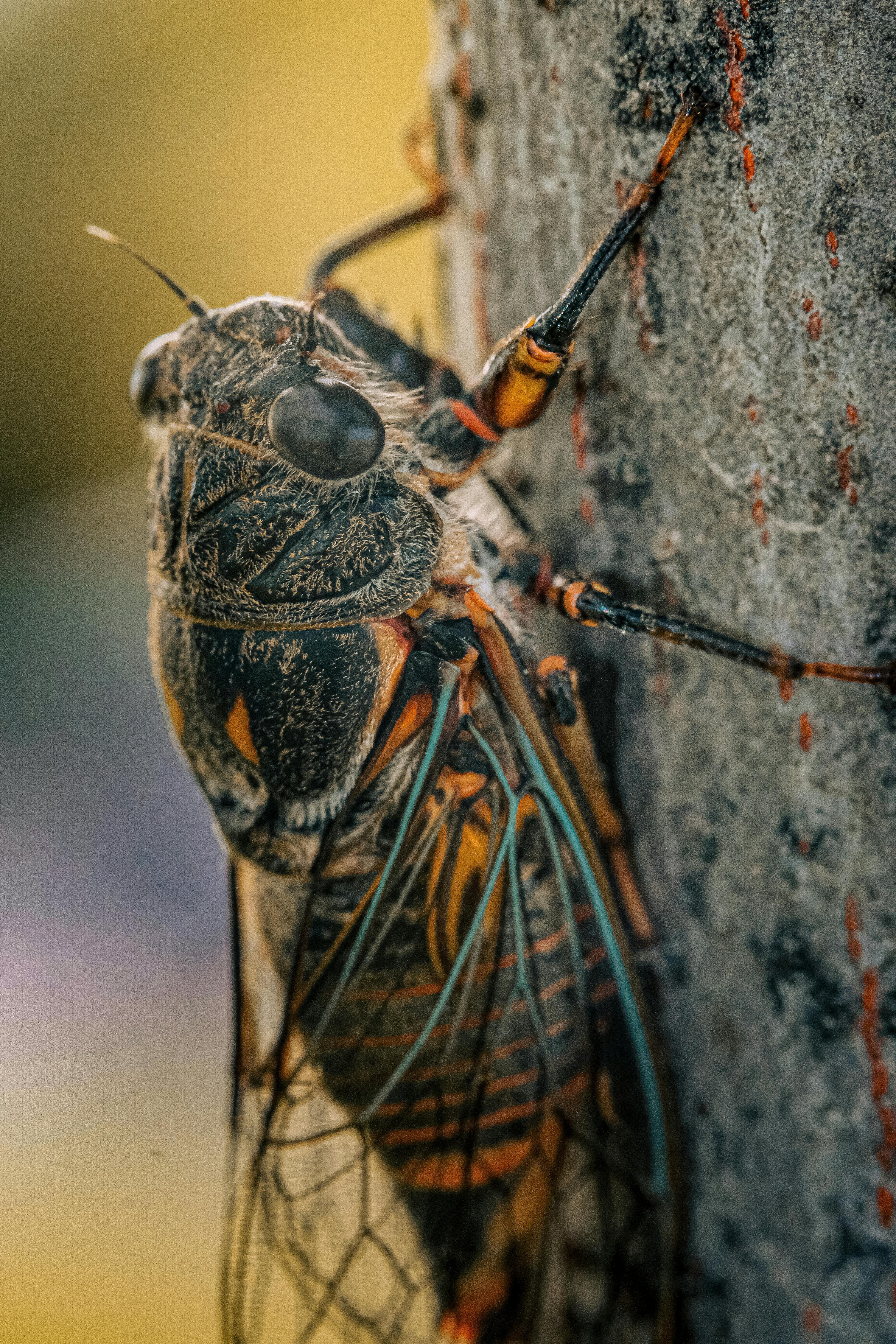 Close up of Insect · Free Stock Photo